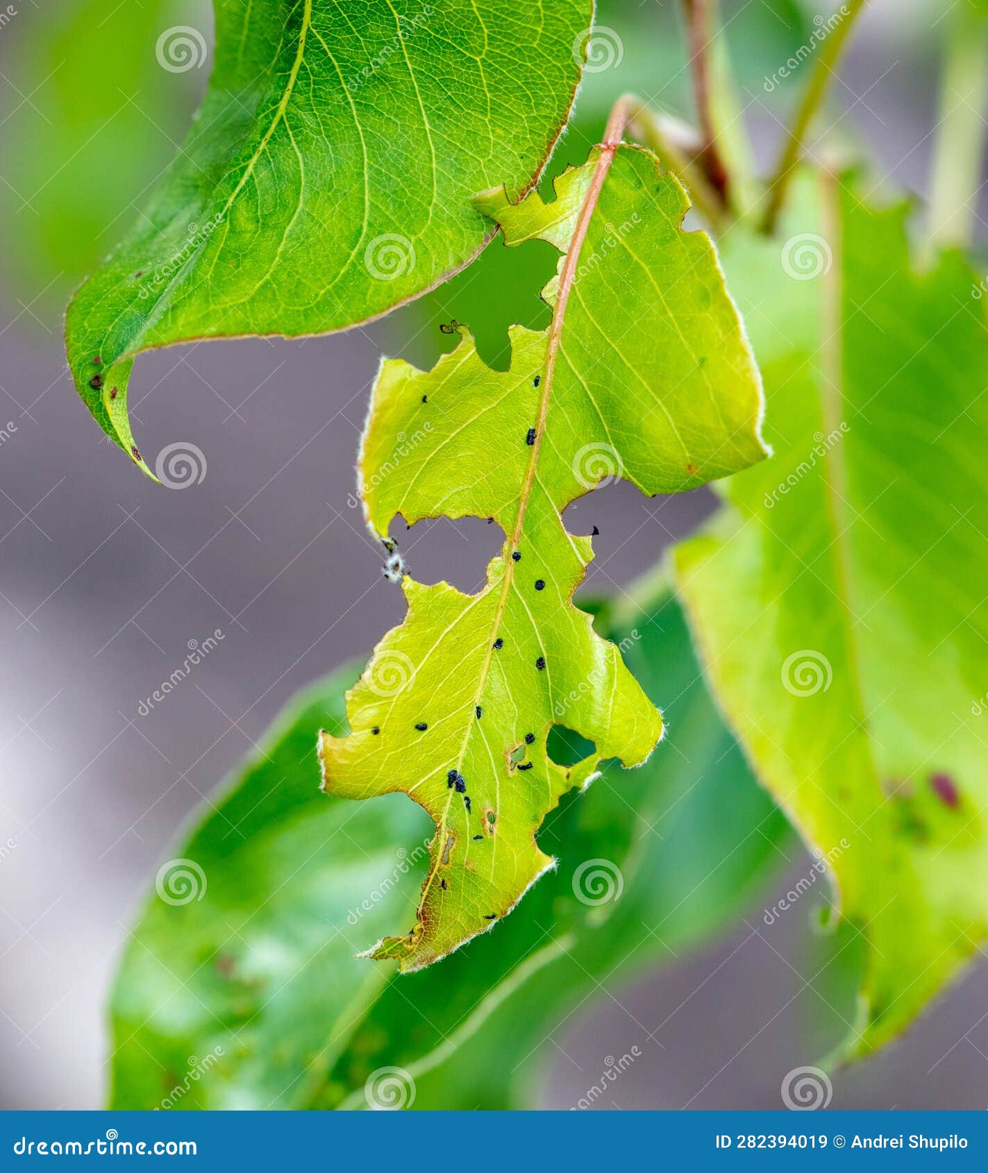 Disease on Green Pear Leaves in Nature Stock Image - Image of pear ...