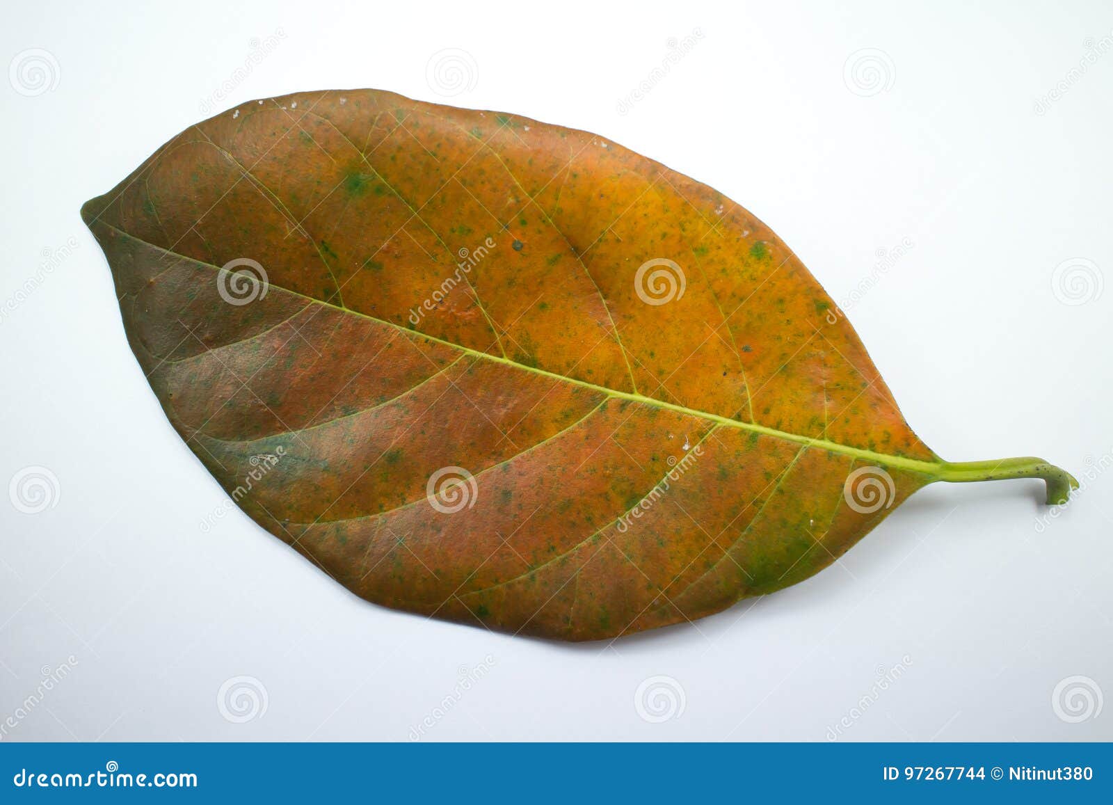 Disease Jackfruit Leaf Isolate on White Background Stock Photo - Image ...