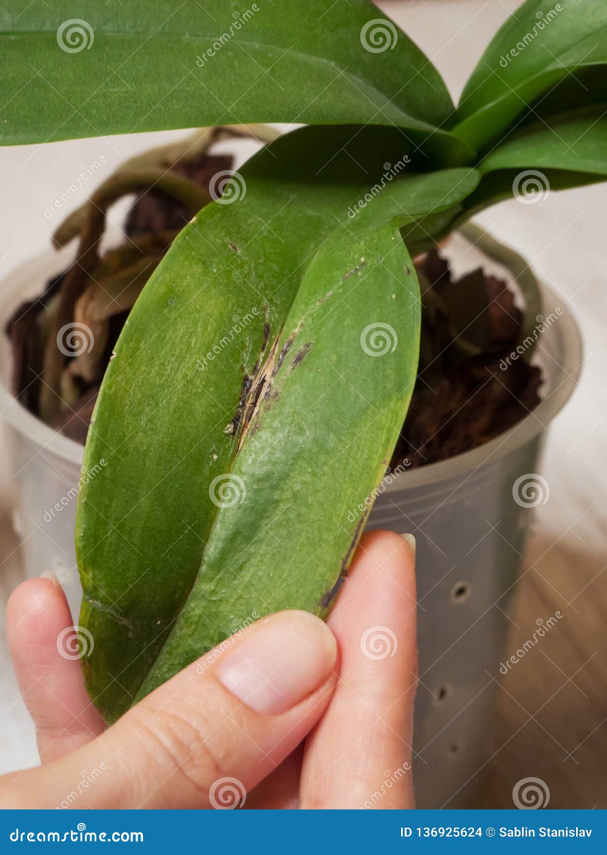Disease on the Leaf of an Orchid. Stock Photo - Image of outdoor, leaf ...