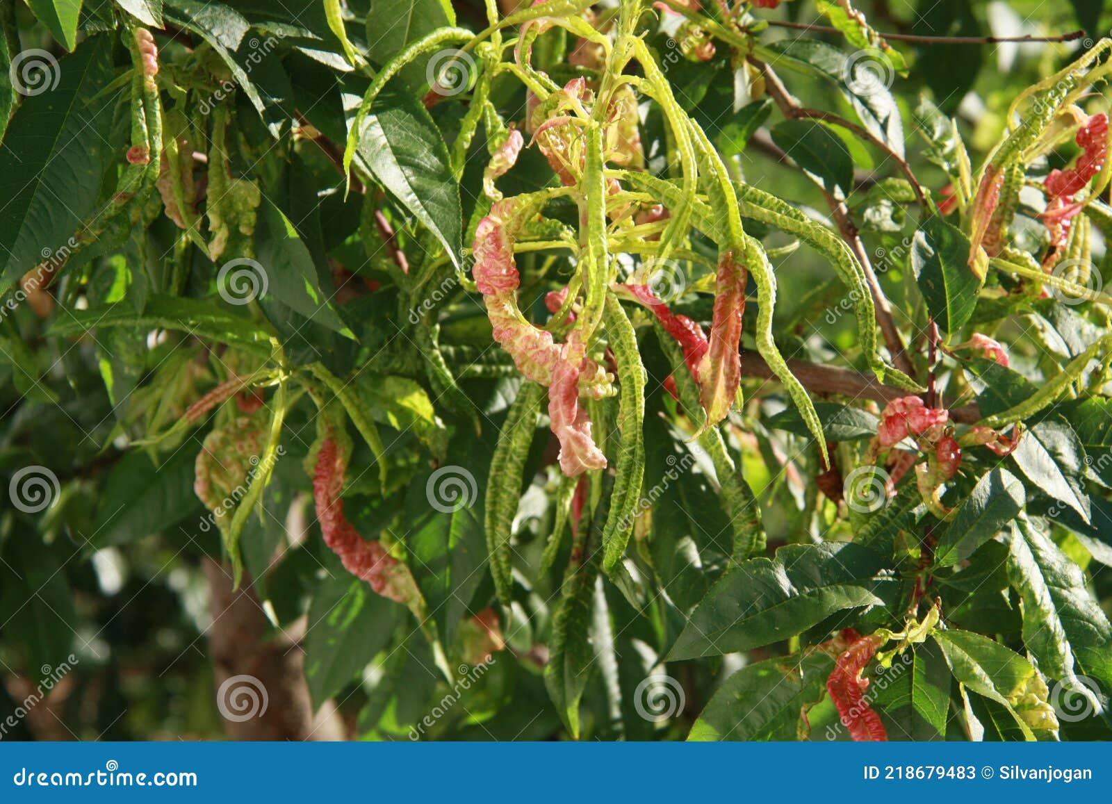Disease on Leaves on a Peach Tree Stock Image - Image of peach, disease ...