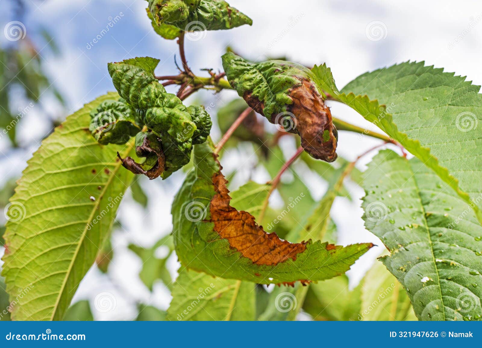 Disease of Leaves and Trunks of Fruit Trees, Aphids and Their Control ...