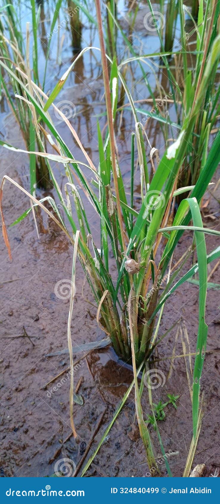 Disease in rice plant stock image. Image of plant, agriculture - 324840499