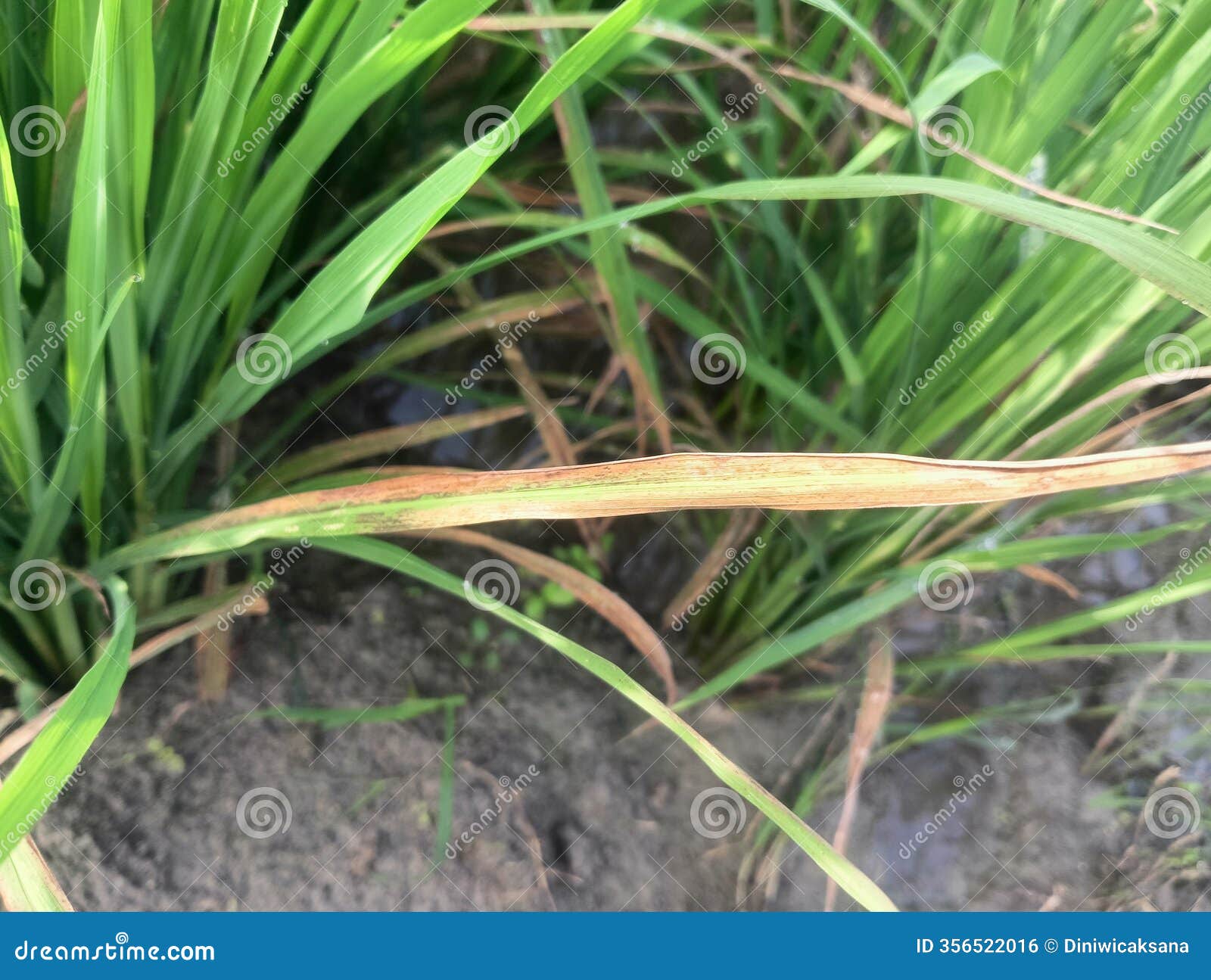 Dry Rice Are Dead Because It Have White Fungus And Black Fungus. Close ...