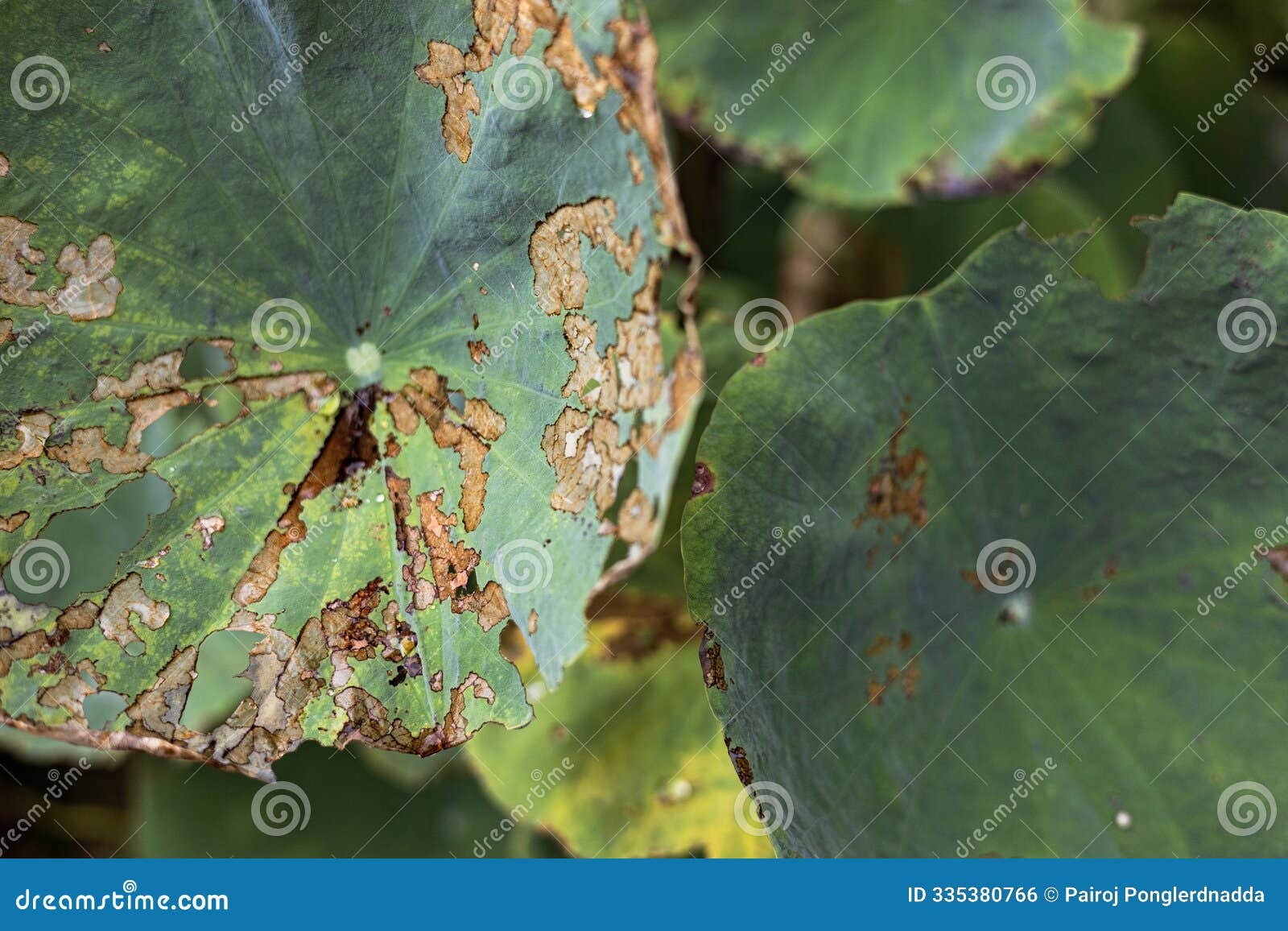 Disease Spots on a Lotus Leaves Stock Photo - Image of color, nature ...
