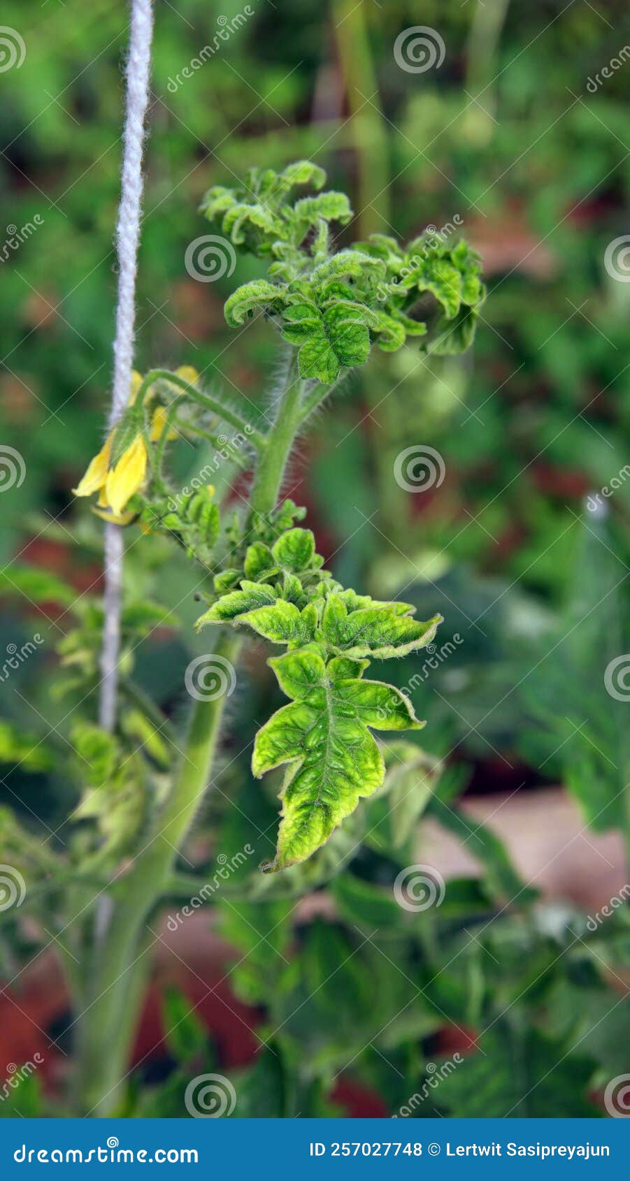 Disease Symptom on Tomato from Virus Stock Photo - Image of pests ...