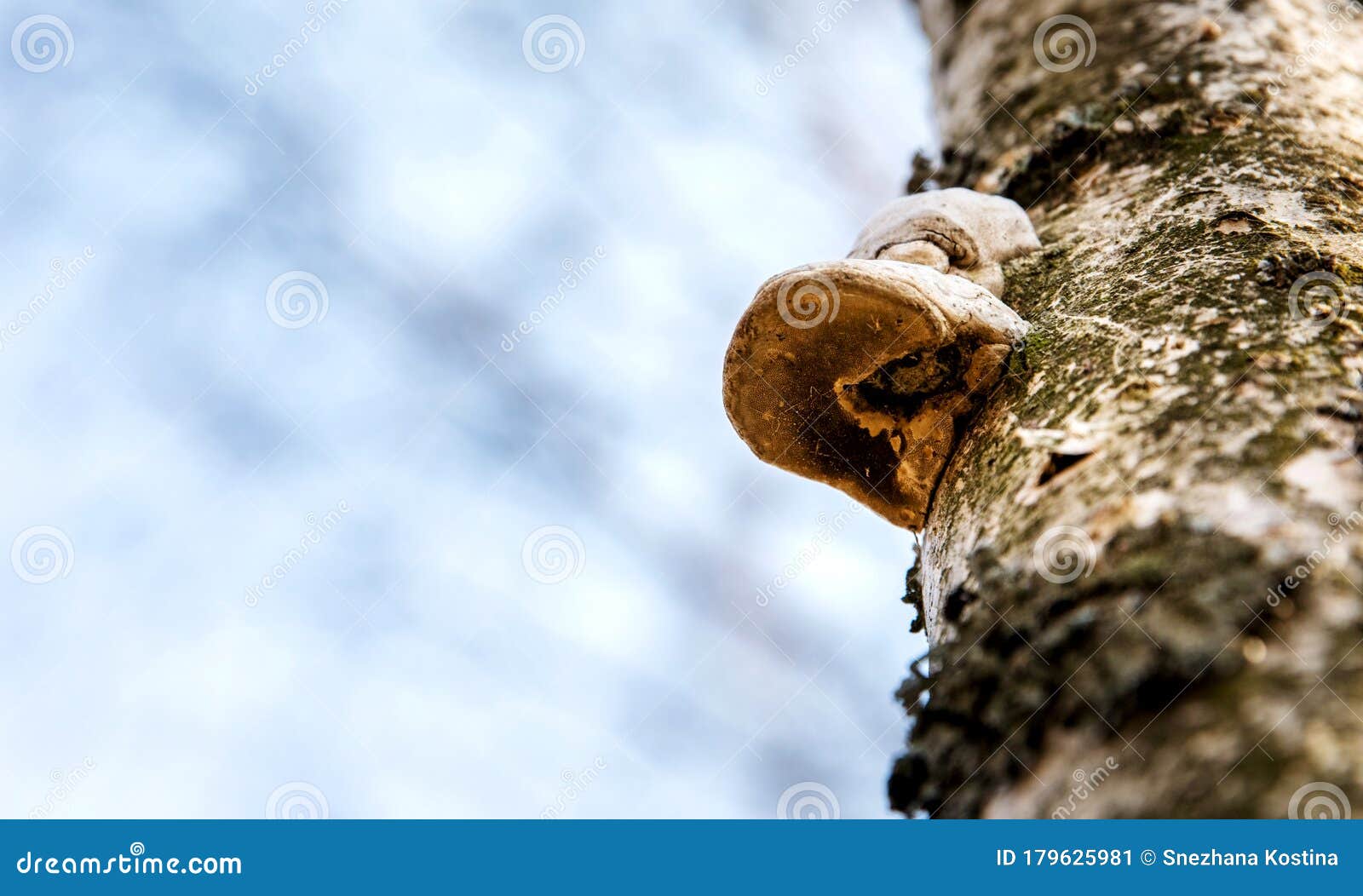 The Disease of the Tree. Birch Mushroom Stock Image - Image of seek ...