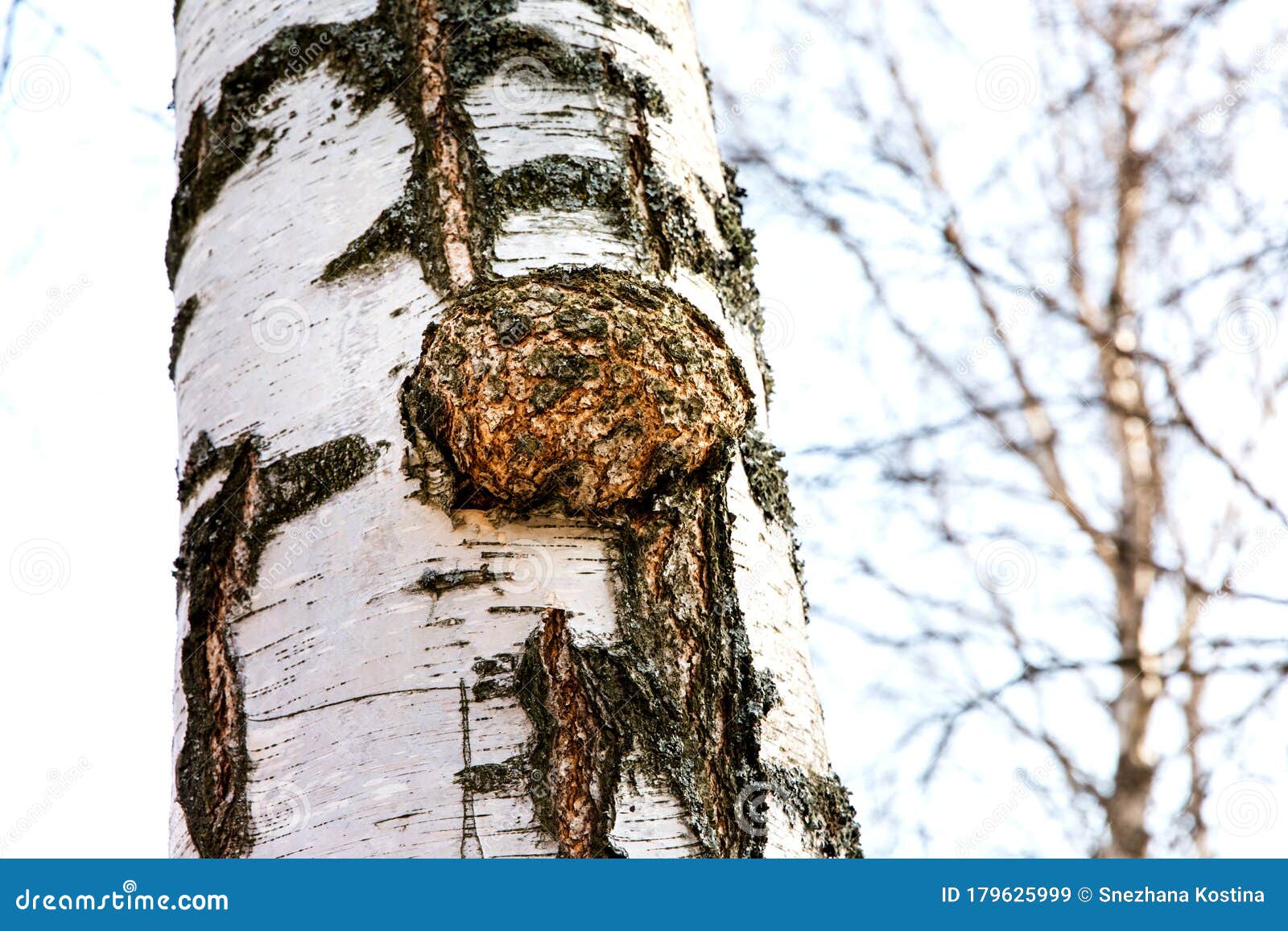 The Disease of the Tree. Birch Mushroom Stock Image - Image of ...