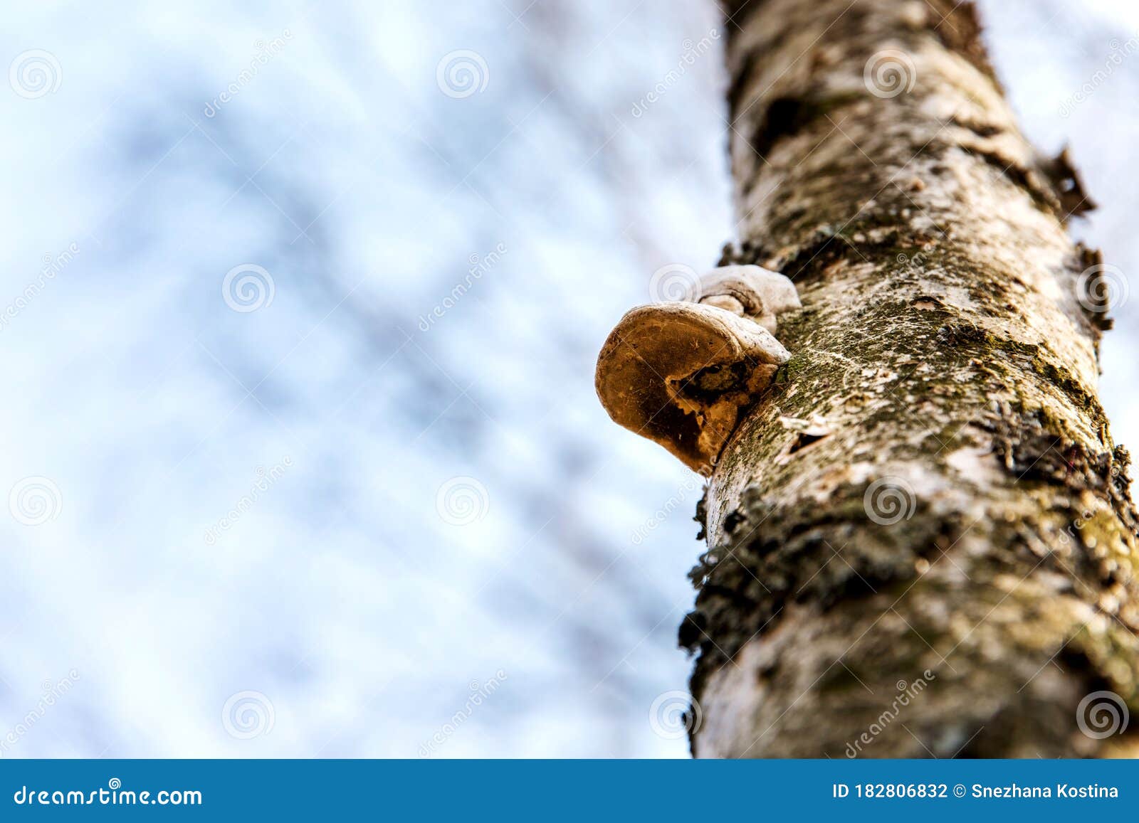 The Disease of the Tree. Birch Mushroom Stock Photo - Image of color ...