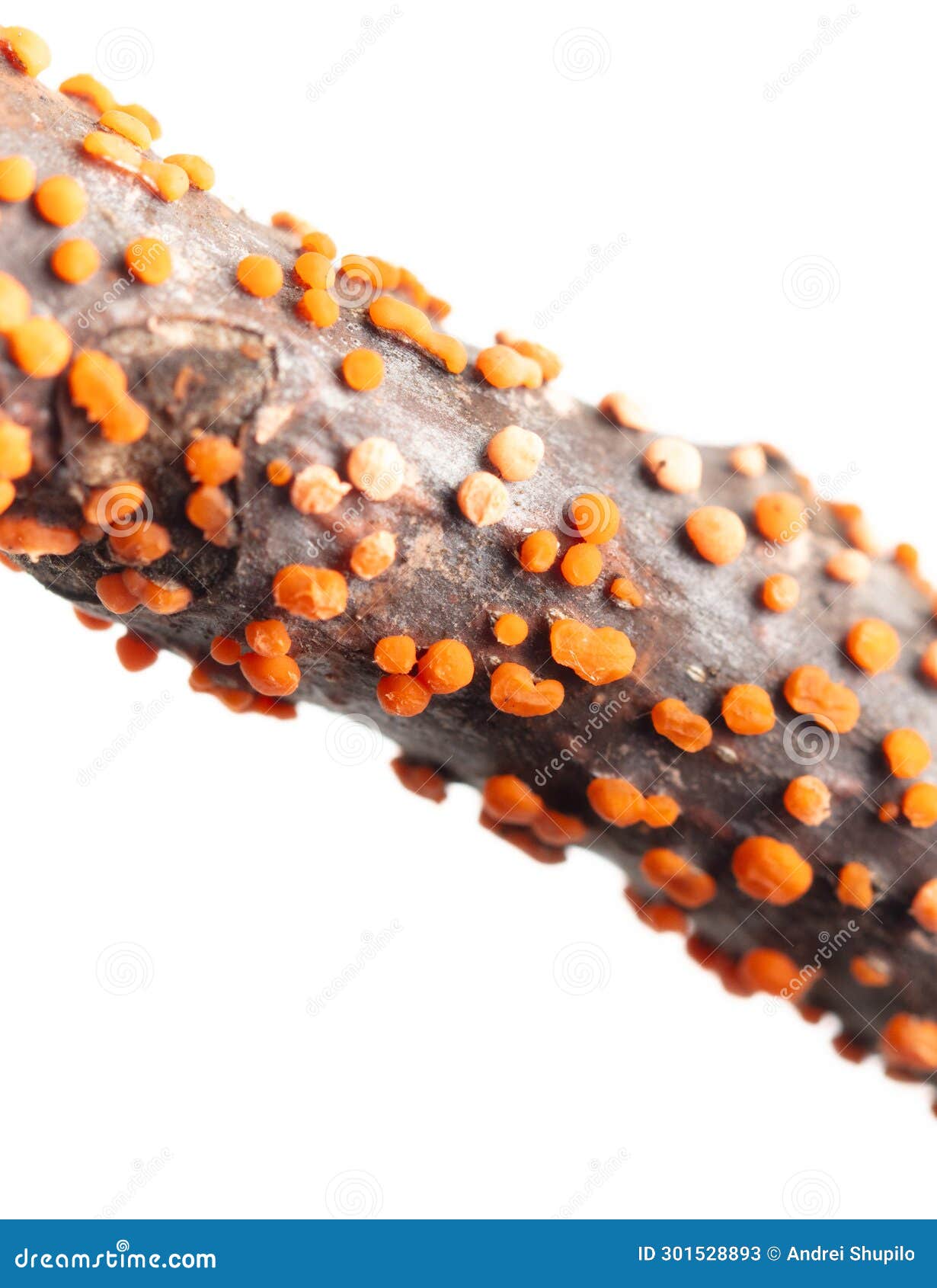 Disease on a Tree Branch Isolated on a White Background Stock Image ...