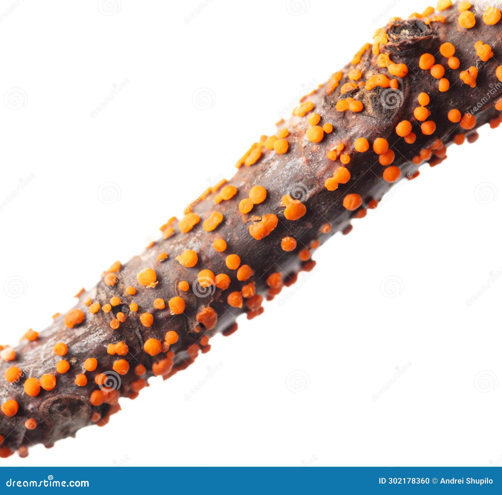 Disease on a Tree Branch Isolated on a White Background Stock Photo ...