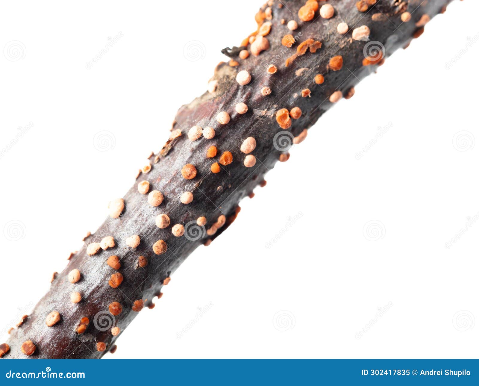 Disease on a Tree Branch Isolated on a White Background Stock Image ...