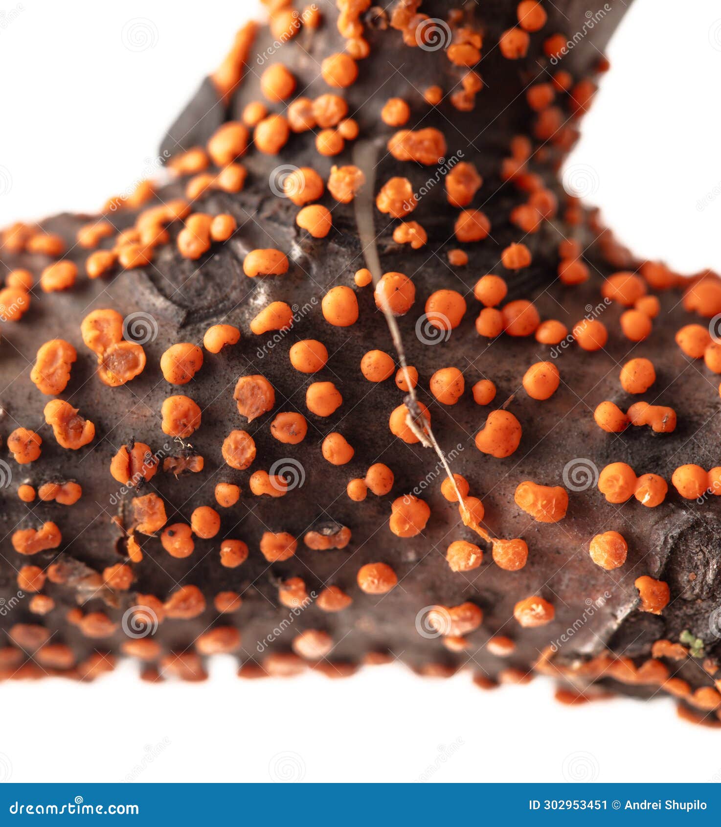 Disease on a Tree Branch Isolated on a White Background Stock Image ...