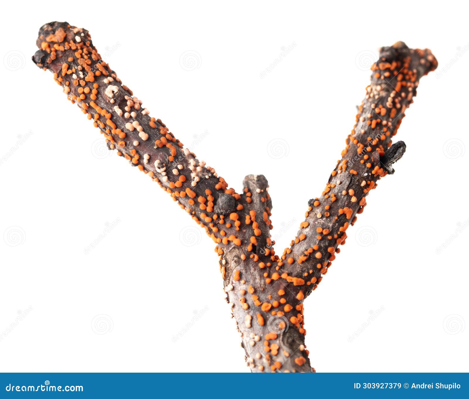 Disease on a Tree Branch Isolated on a White Background Stock Image ...