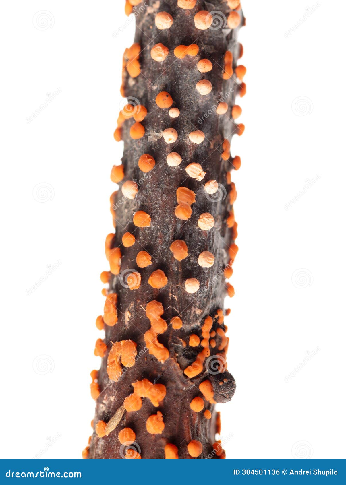 Disease on a Tree Branch Isolated on a White Background Stock Photo ...
