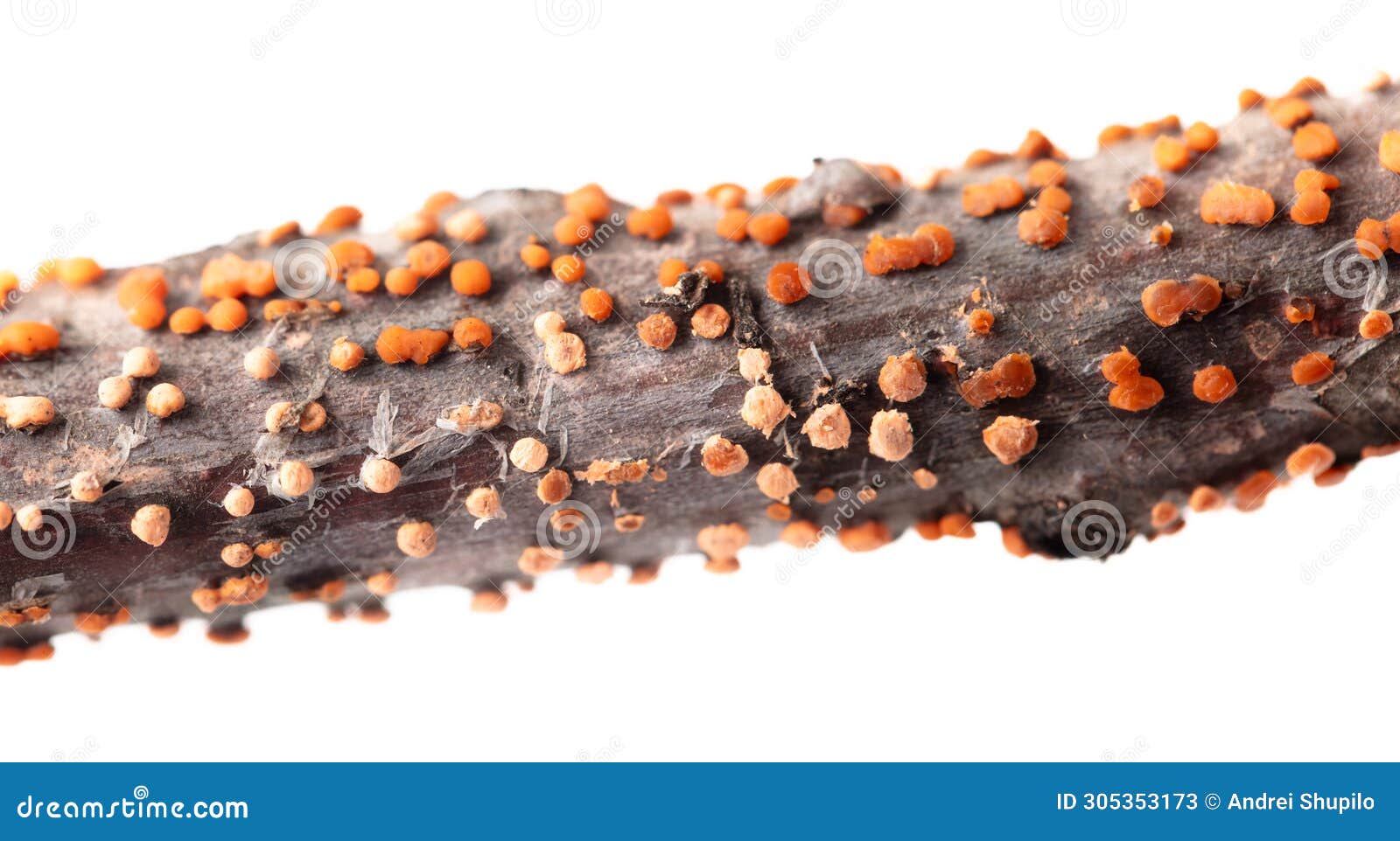 Disease on a Tree Branch Isolated on a White Background Stock Image ...
