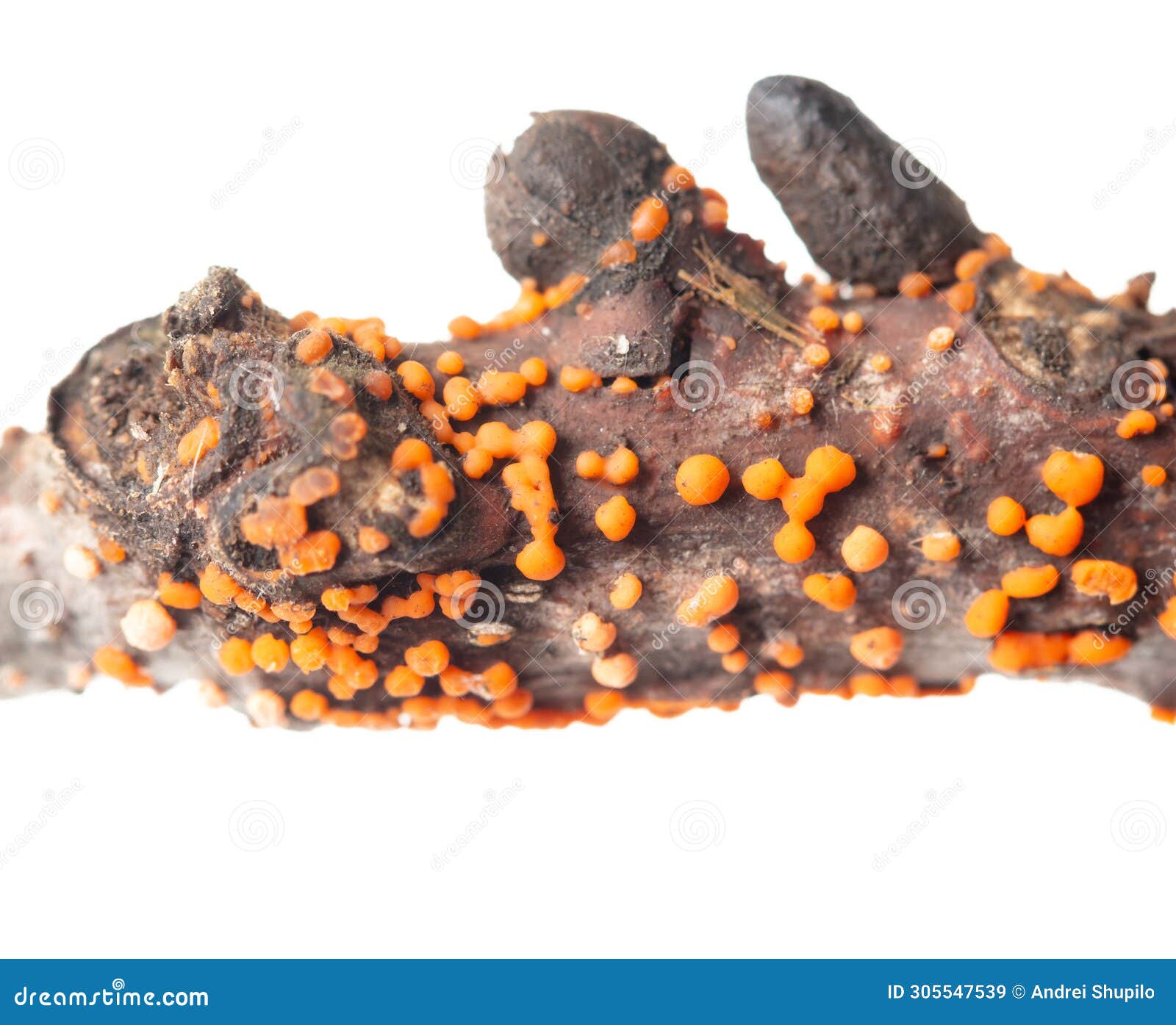 Disease on a Tree Branch Isolated on a White Background Stock Image ...