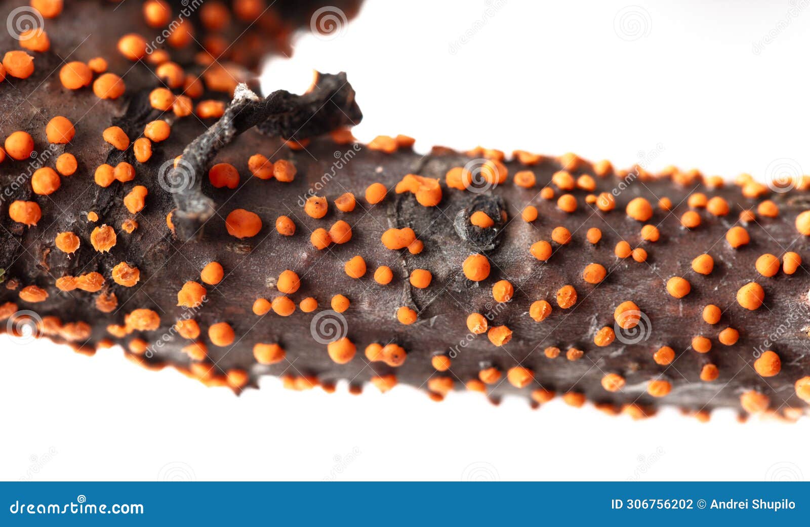 Disease on a Tree Branch Isolated on a White Background Stock Photo ...