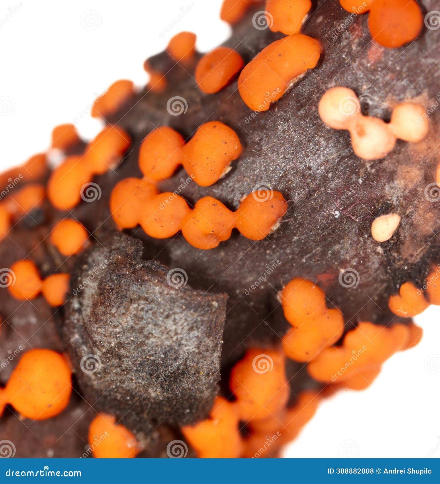 Disease on a Tree Branch Isolated on a White Background Stock Photo ...