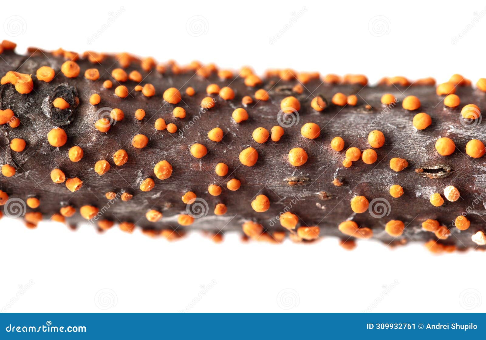 Disease on a Tree Branch Isolated on a White Background Stock Image ...