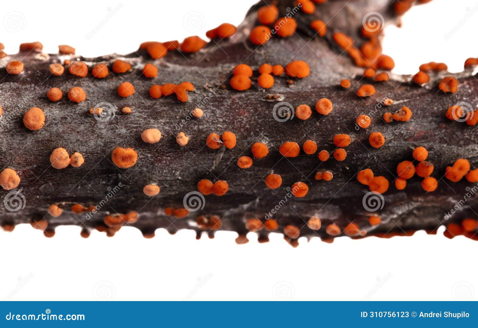Disease on a Tree Branch Isolated on a White Background Stock Image ...