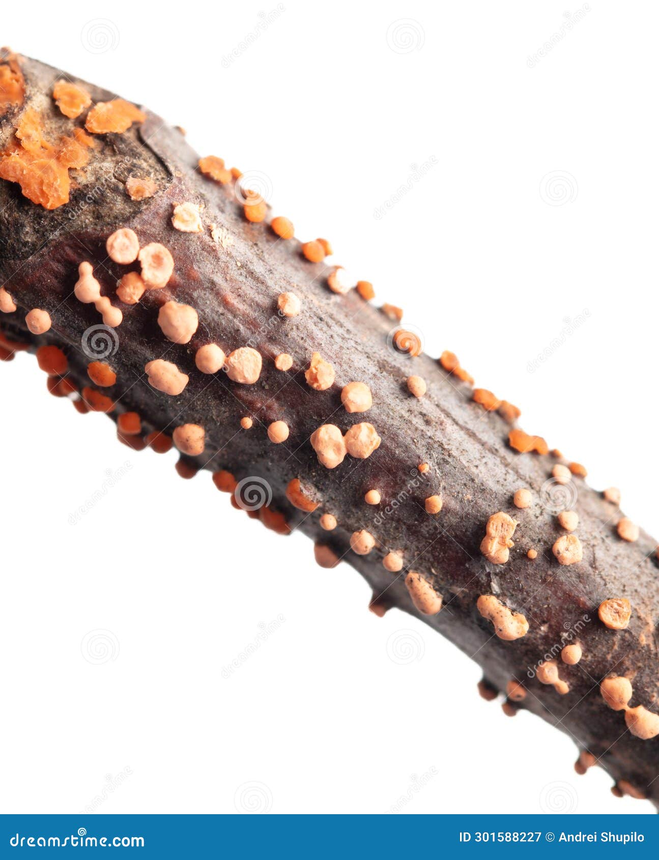Disease on a Tree Branch Isolated on a White Background Stock Image ...