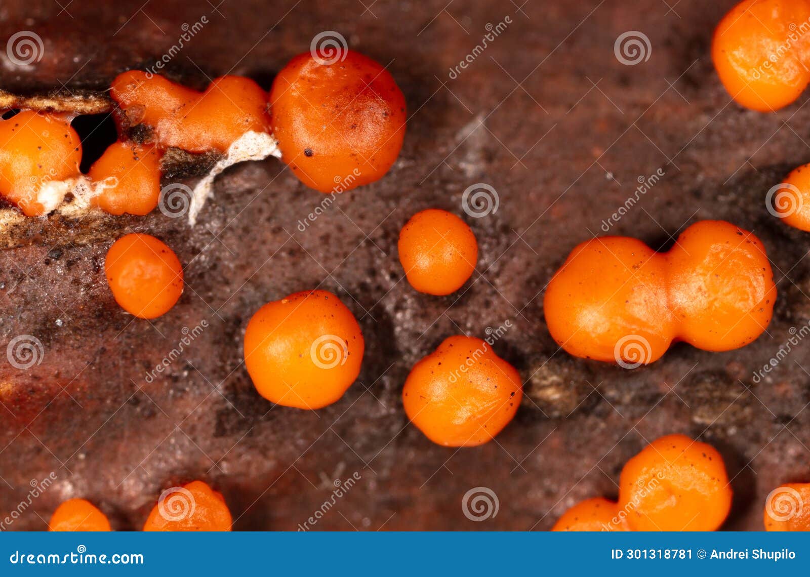 Disease on a Tree Branch. Orange Mold Stock Image - Image of mold ...