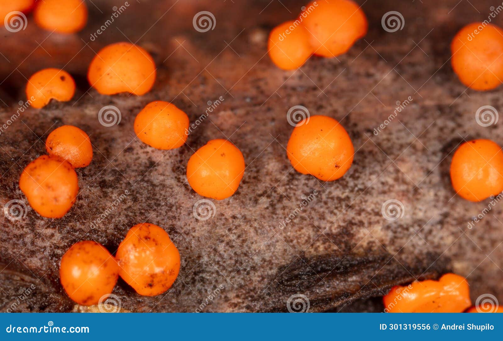 Disease on a Tree Branch. Orange Mold Stock Photo - Image of isolated ...