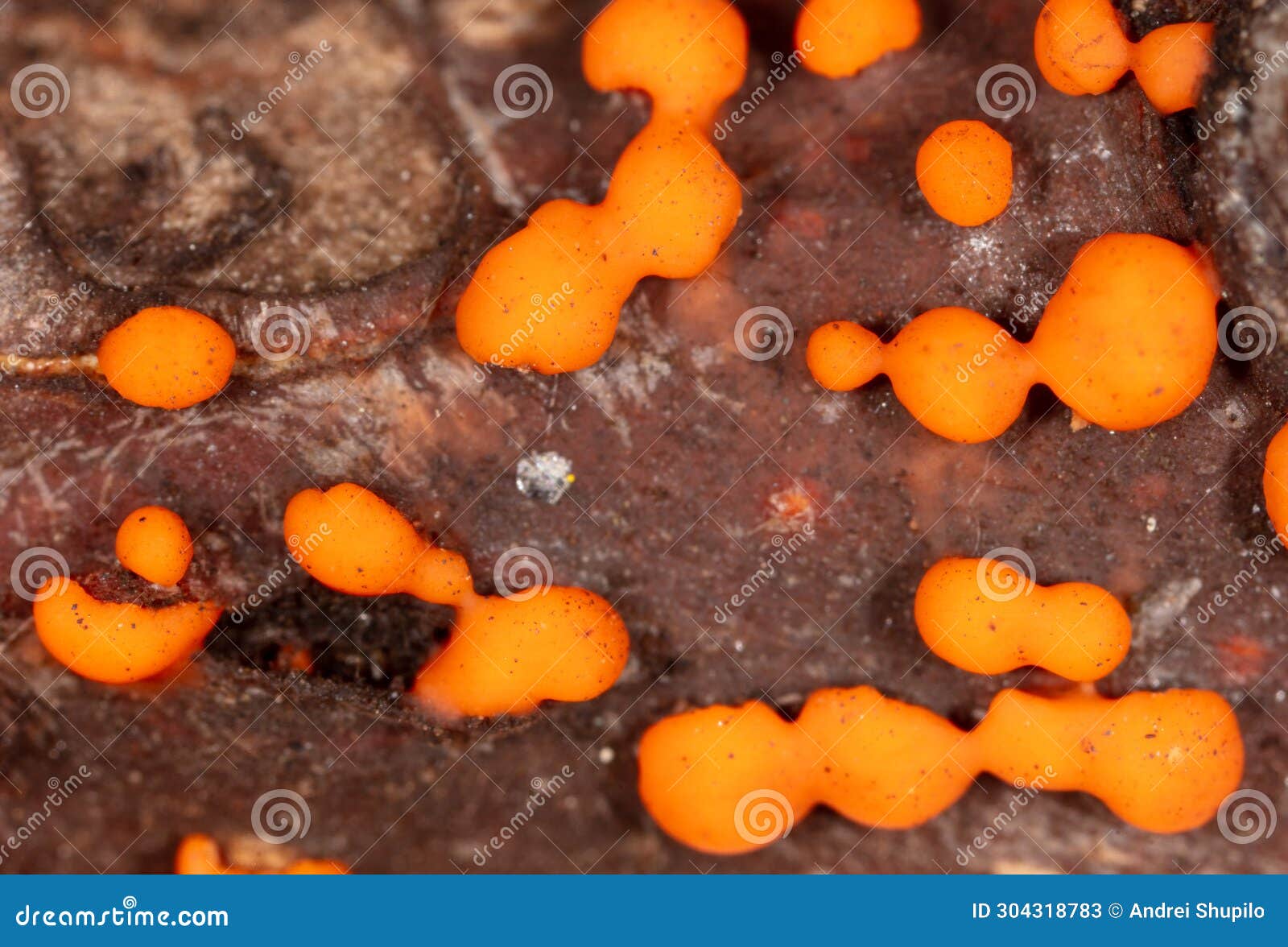 Disease on a Tree Branch. Orange Mold Stock Image - Image of macro ...