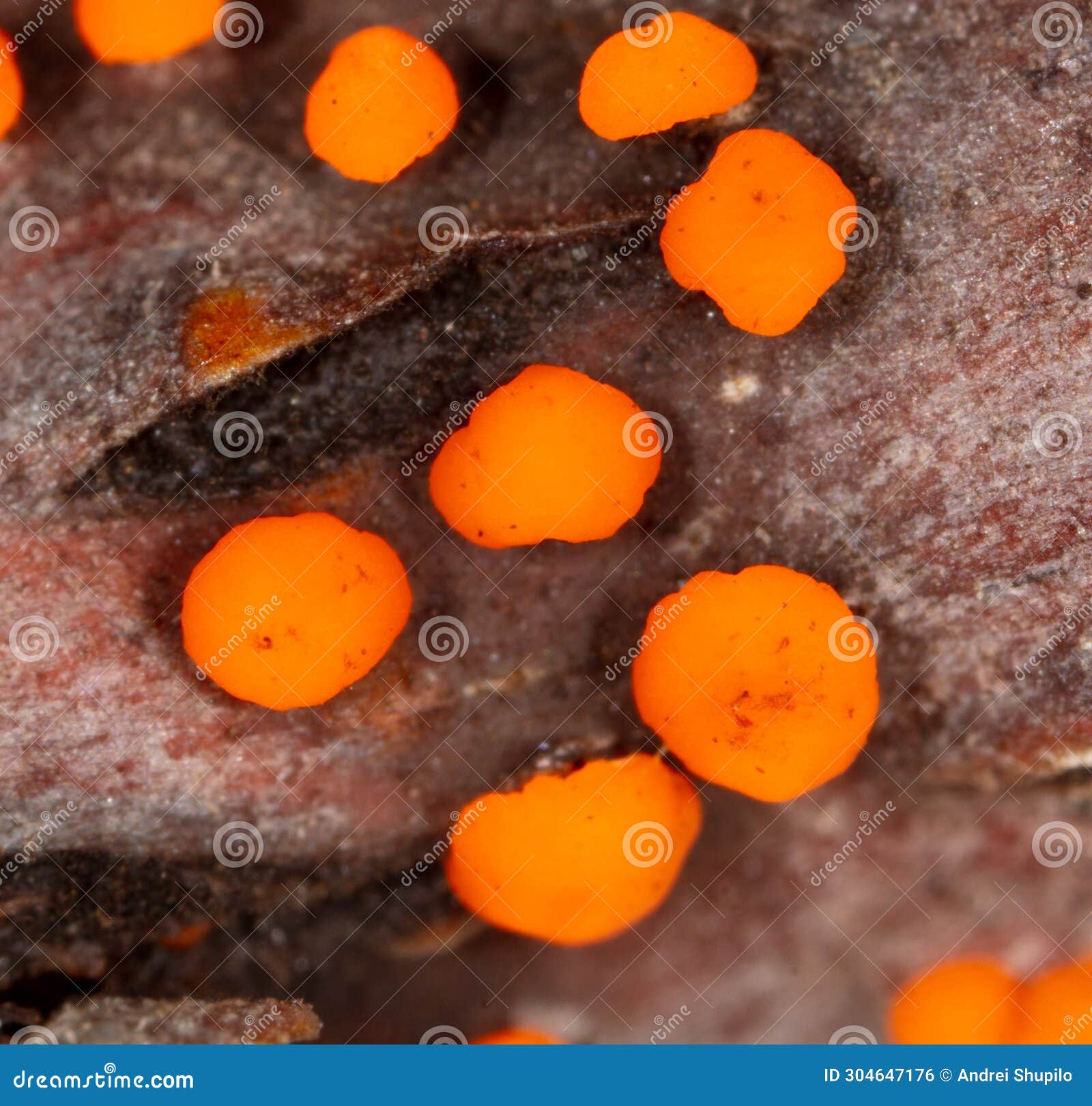 Disease on a Tree Branch. Orange Mold Stock Photo - Image of macro ...