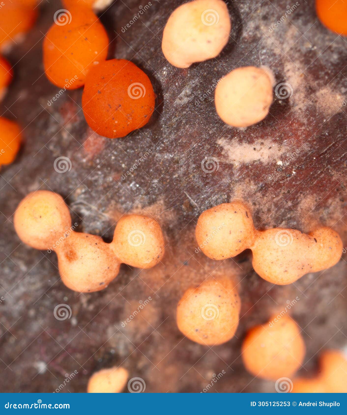 Disease on a Tree Branch. Orange Mold Stock Image - Image of bark ...