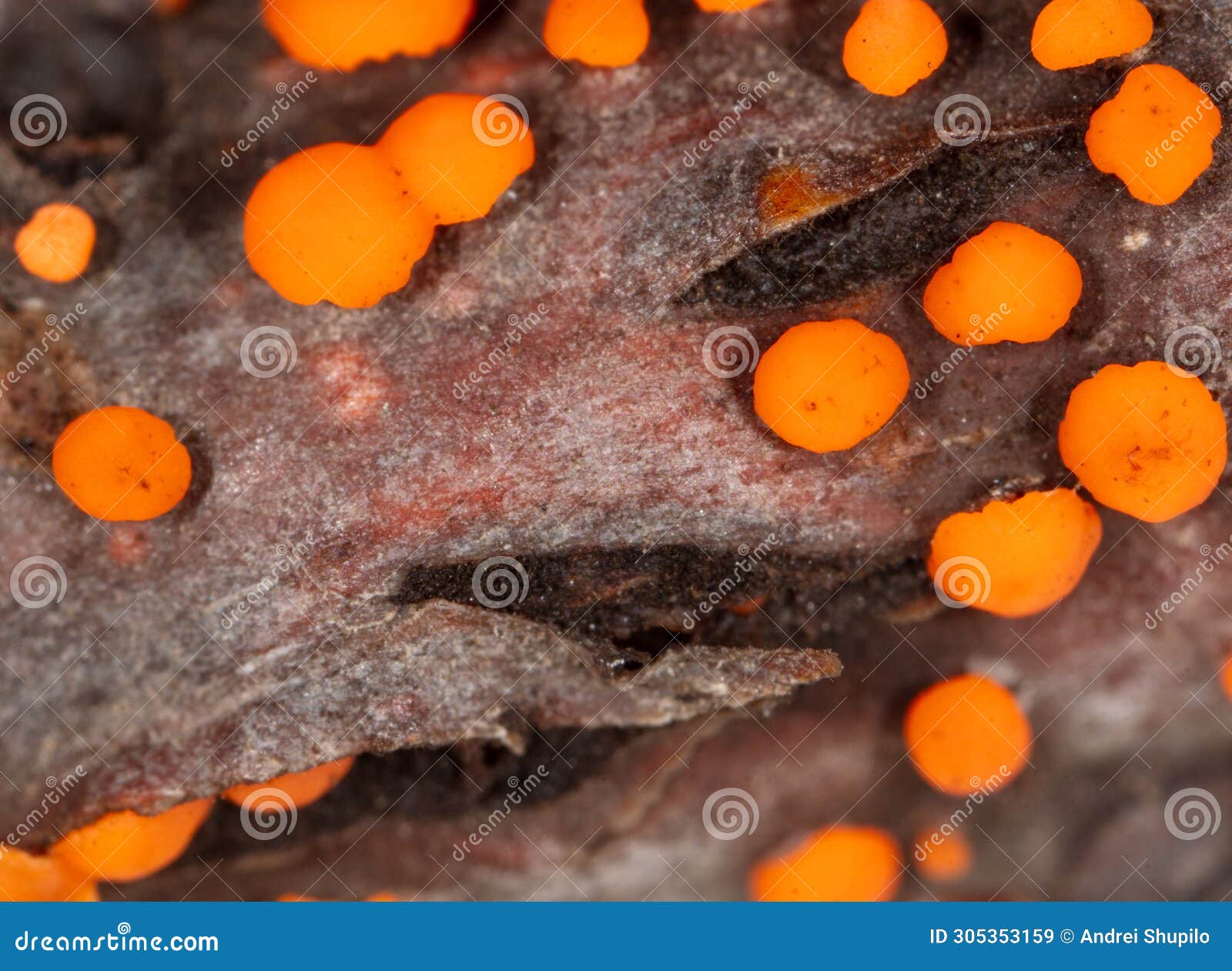 Disease on a Tree Branch. Orange Mold Stock Image - Image of disease ...