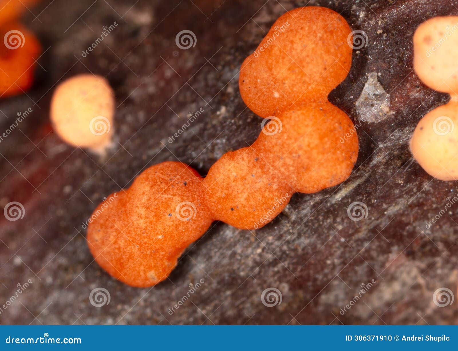 Disease on a Tree Branch. Orange Mold Stock Photo - Image of macro ...