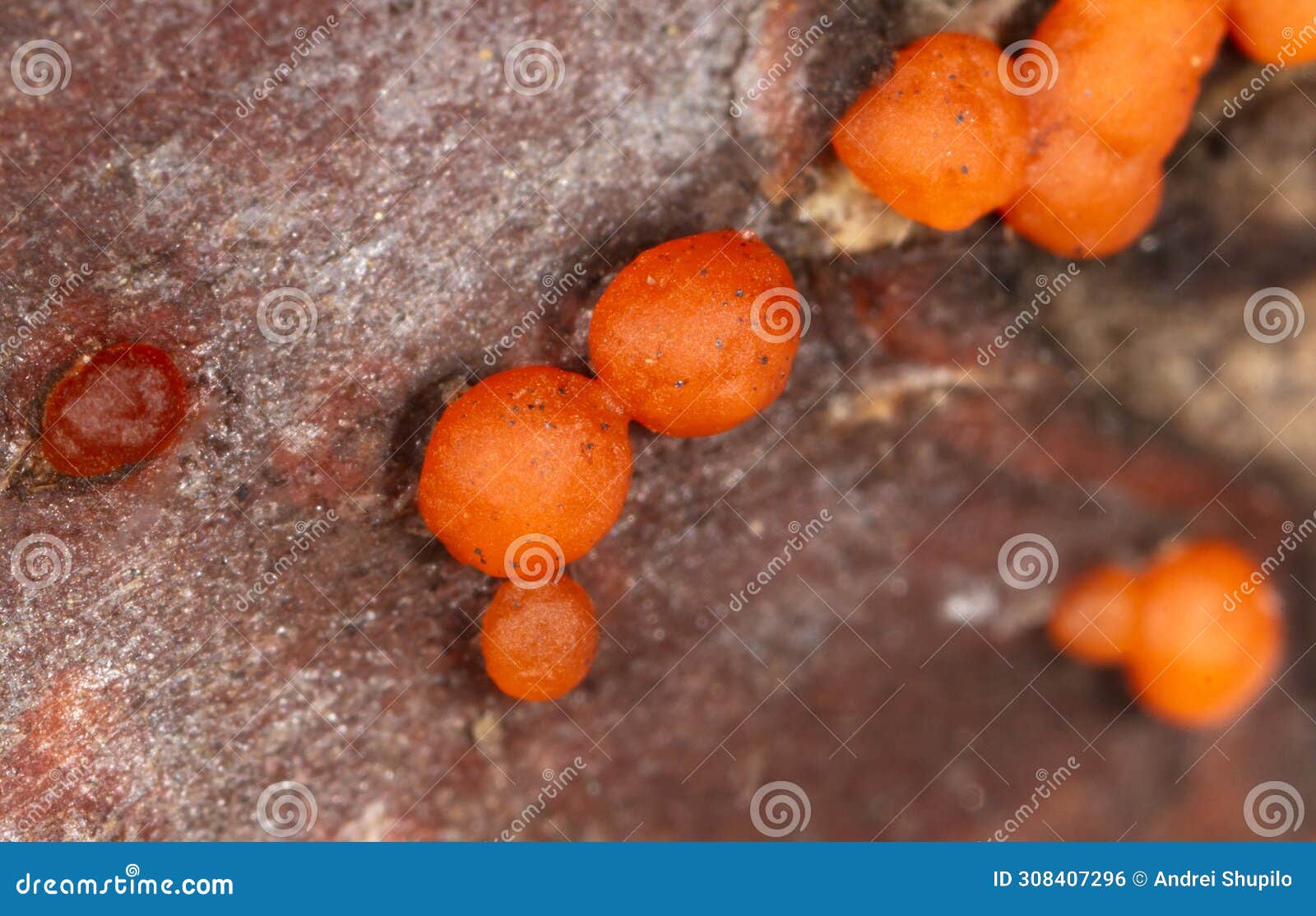 Disease on a Tree Branch. Orange Mold Stock Photo - Image of background ...