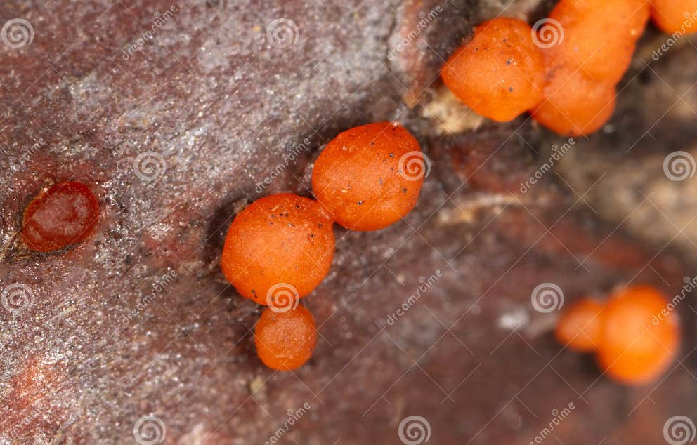 Disease on a Tree Branch. Orange Mold Stock Photo - Image of background ...