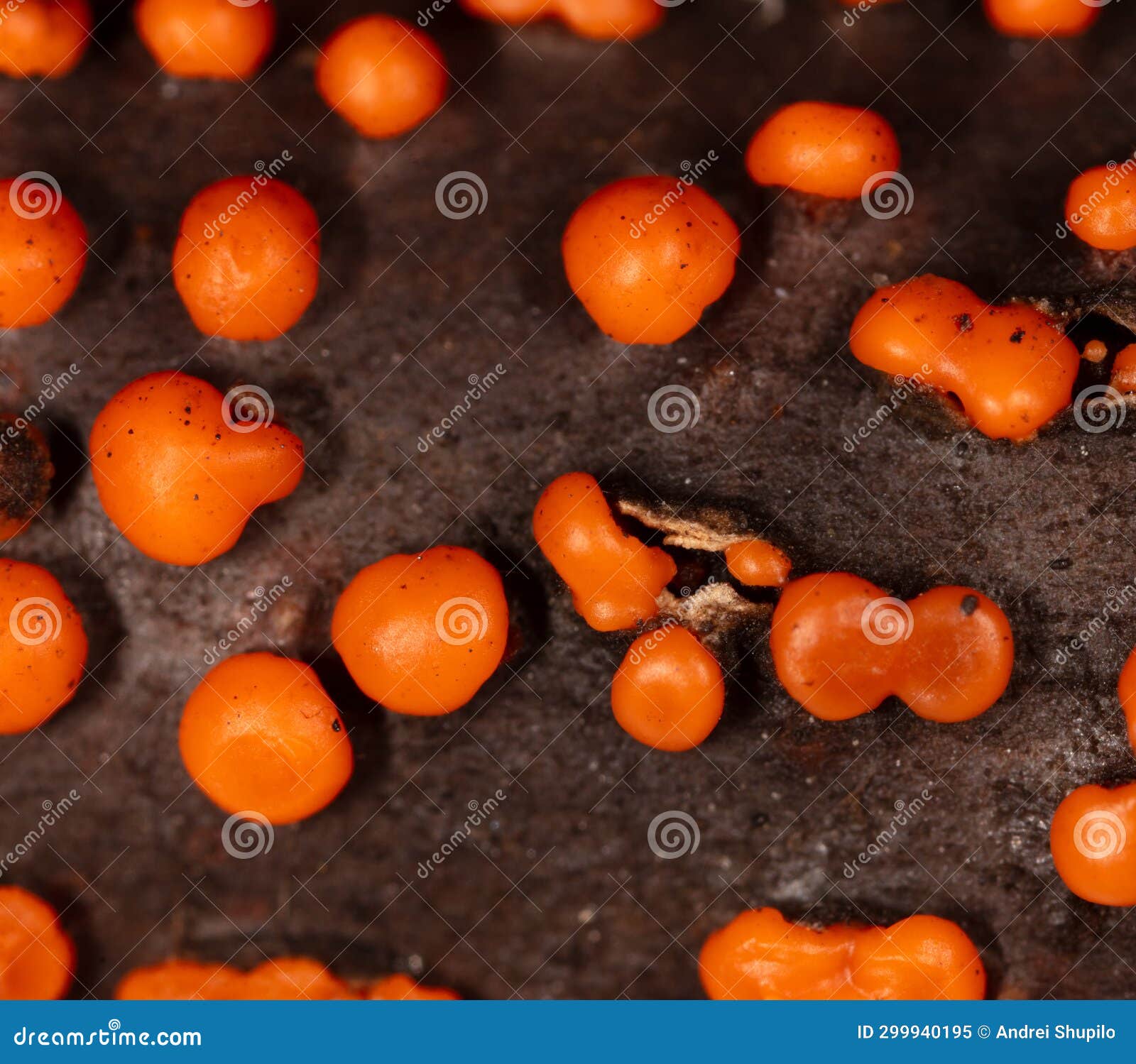 Disease on a Tree Branch. Orange Mold Stock Image - Image of orange ...