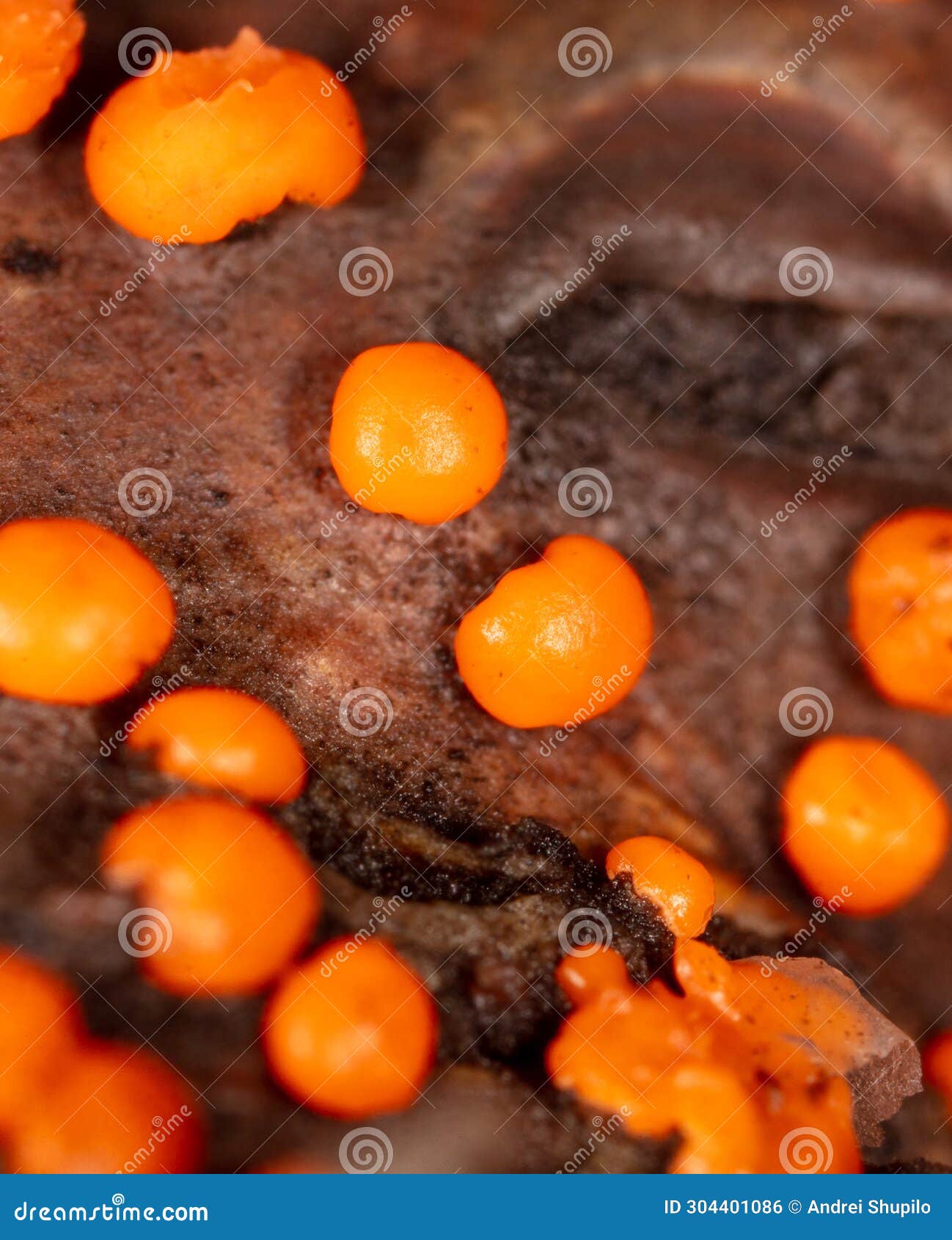 Disease on a Tree Branch. Orange Mold Stock Photo - Image of bark ...