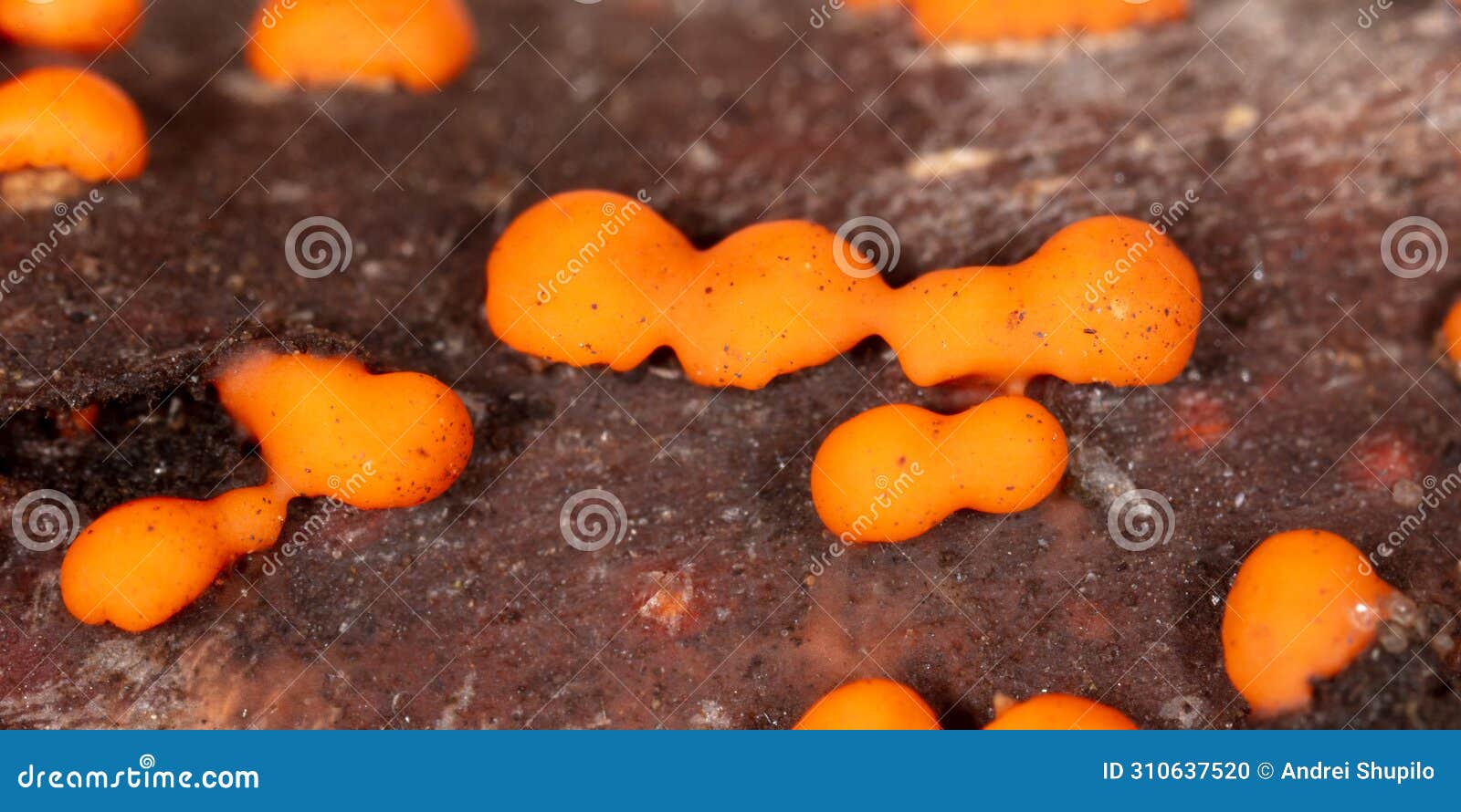 Disease on a Tree Branch. Orange Mold Stock Photo - Image of mold ...