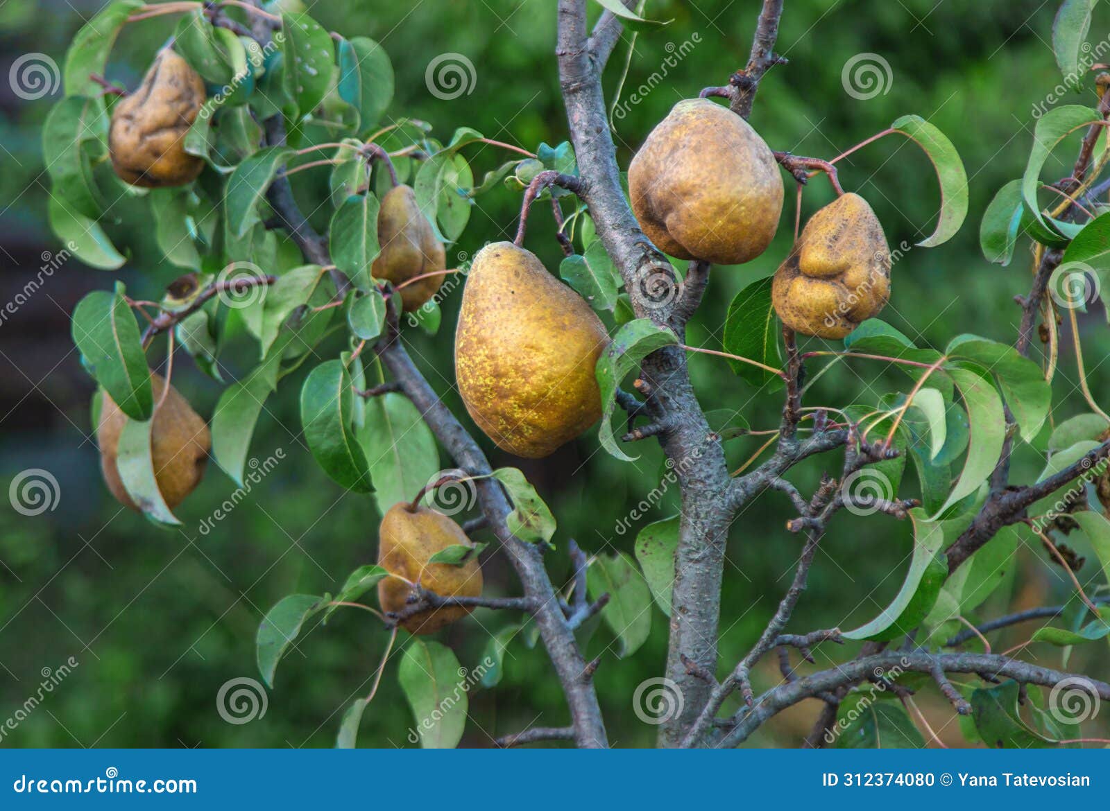 Disease of Tree Pear Fruit. Selective Focus Stock Photo - Image of ...