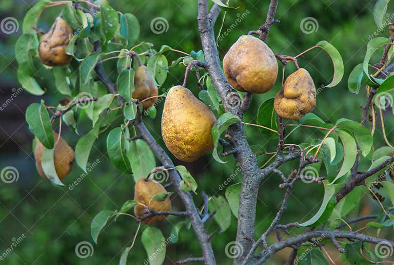 Disease of Tree Pear Fruit. Selective Focus Stock Photo - Image of ...