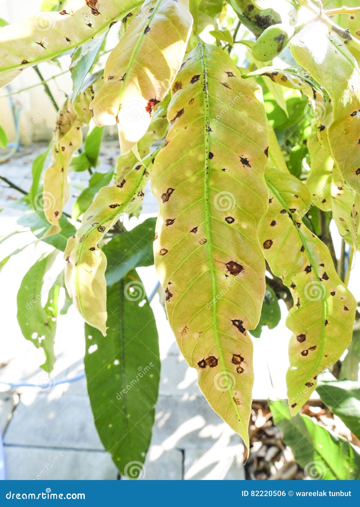 Disease of Tree on Young Leaves of Mango Tree Stock Photo - Image of ...