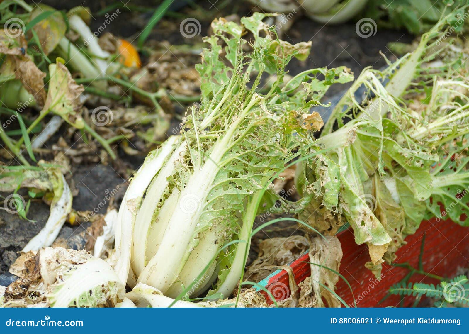 Disease Vegetables stock image. Image of spot, vegetables - 88006021