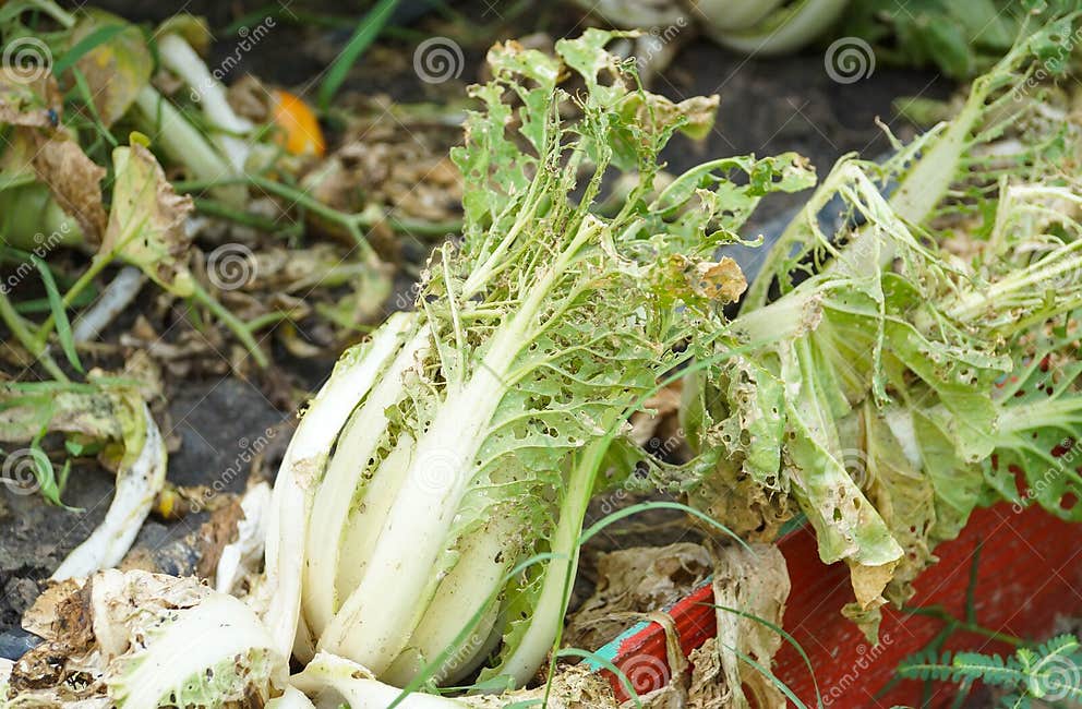 Disease Vegetables stock image. Image of spot, vegetables - 88006021