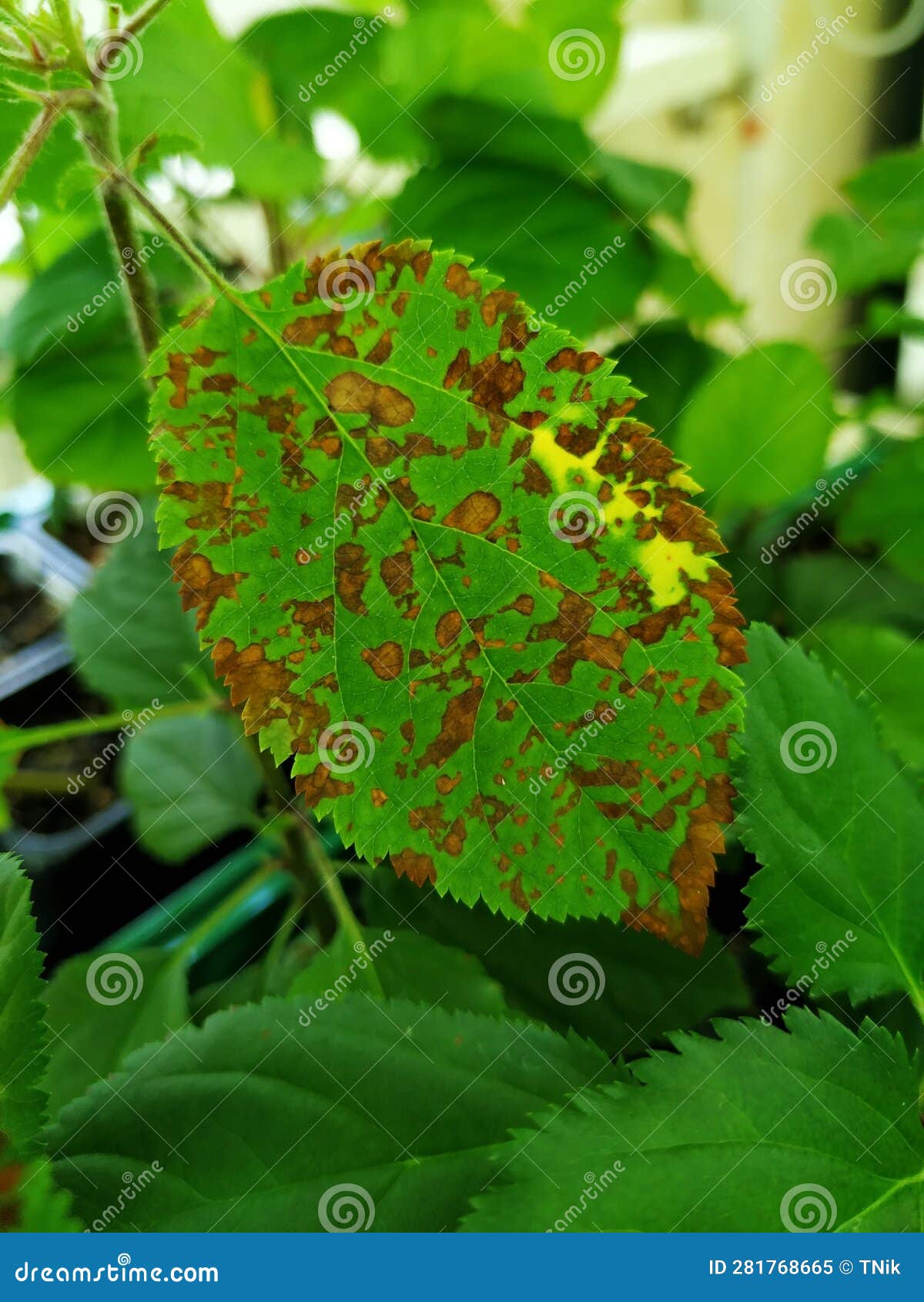 Diseased Apple Leaf, Damaged Plant Leaf Stock Image - Image of flower ...