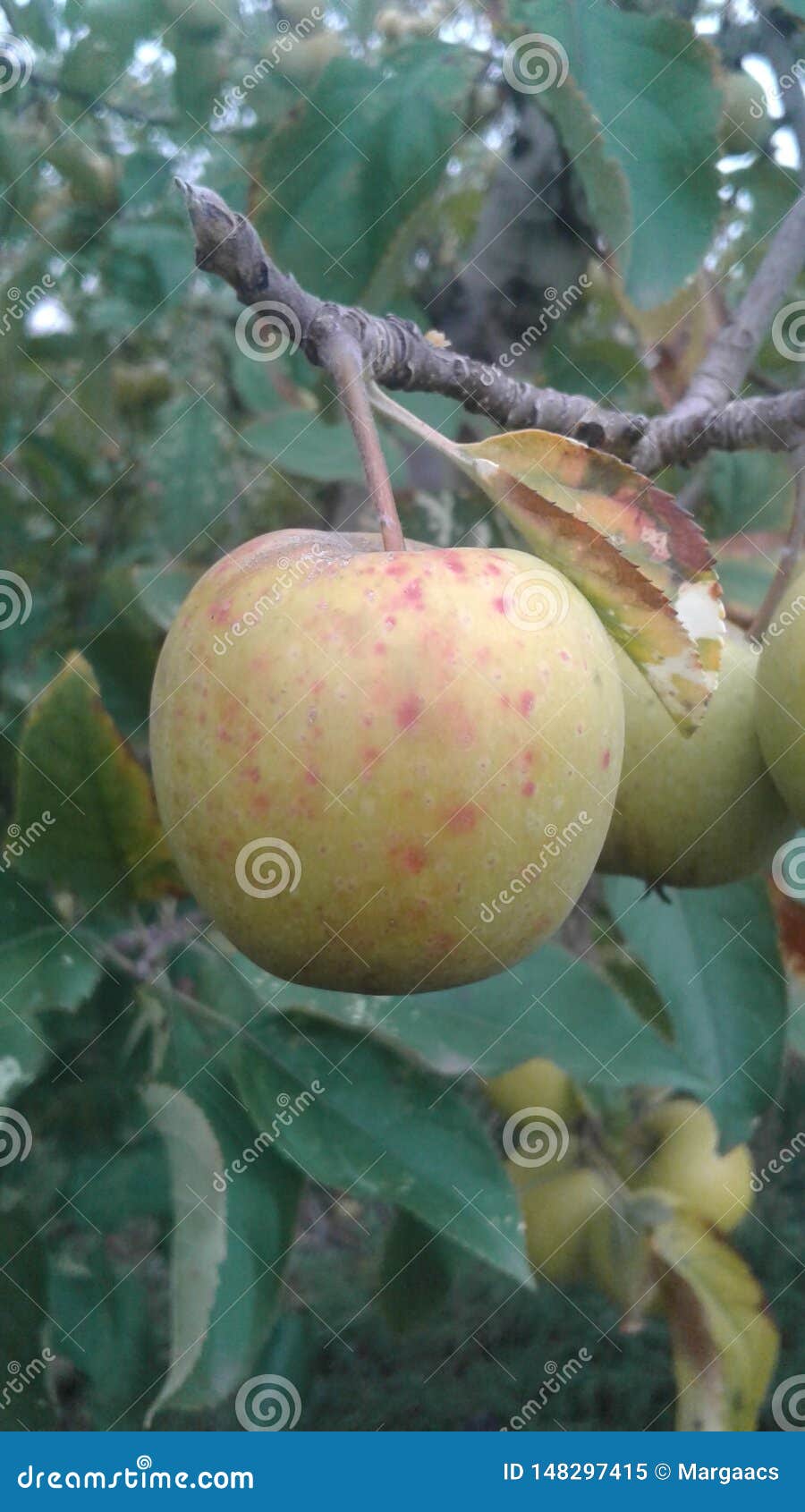 Diseased apple tree stock image. Image of farming, diseased - 148297415