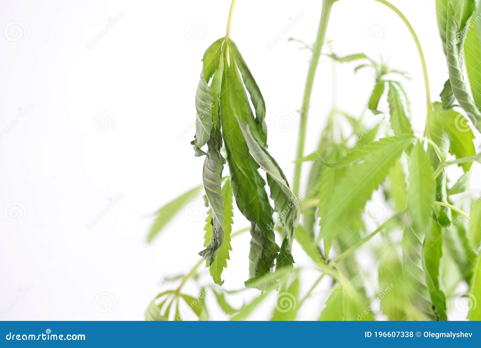 Diseased from Cannabis Plant Overflow Water Stock Photo - Image of leaf ...