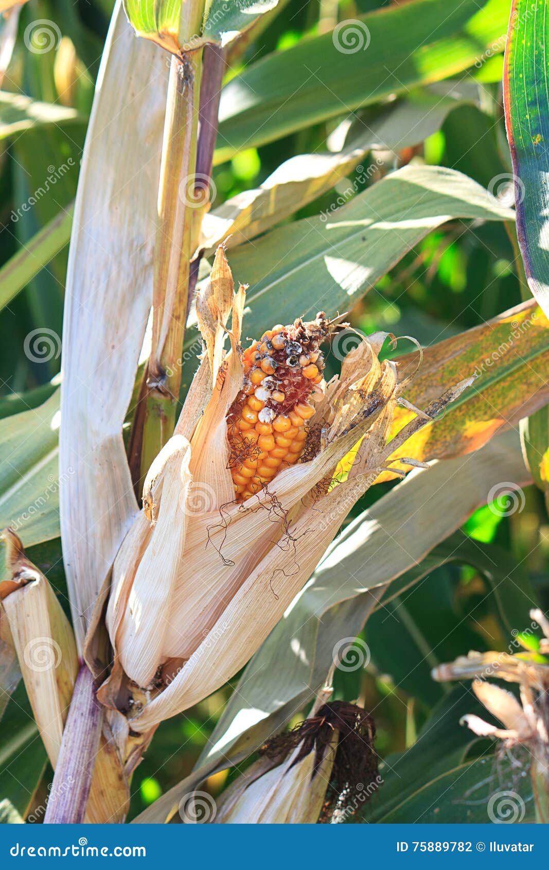 Diseased corn ear stock photo. Image of green, disease - 75889782