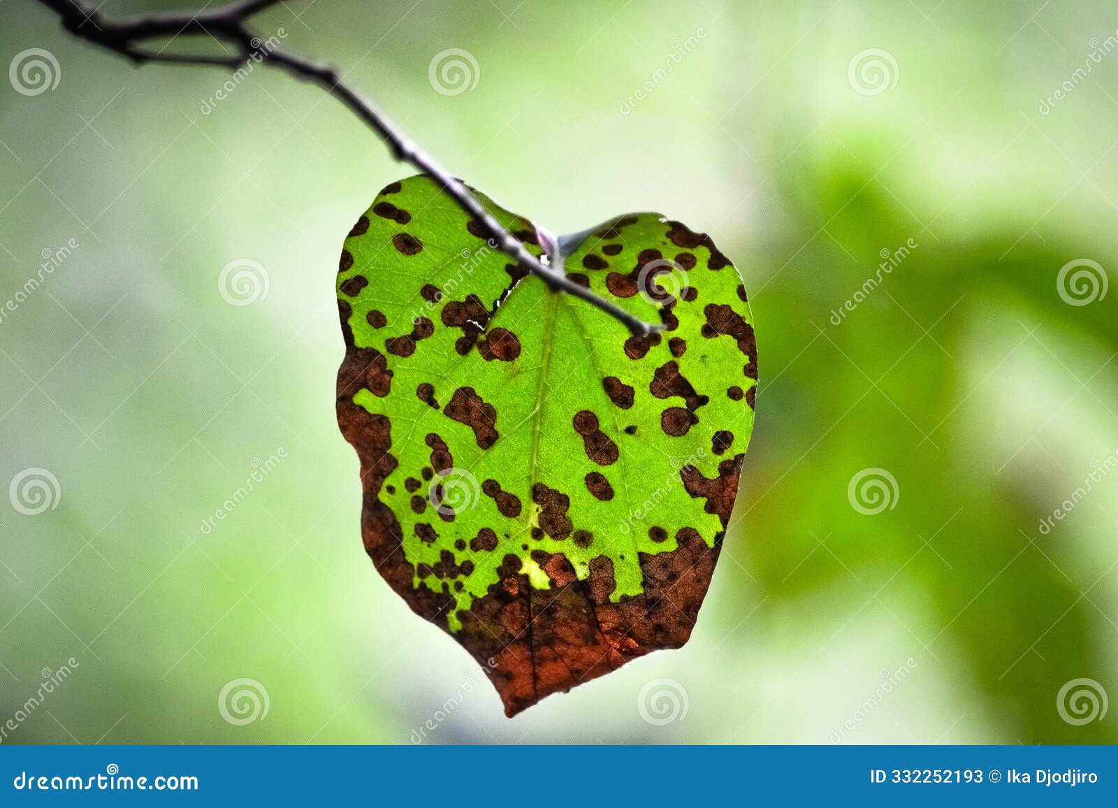 Hospital sheet stock image. Image of green, plant, flower - 332252193