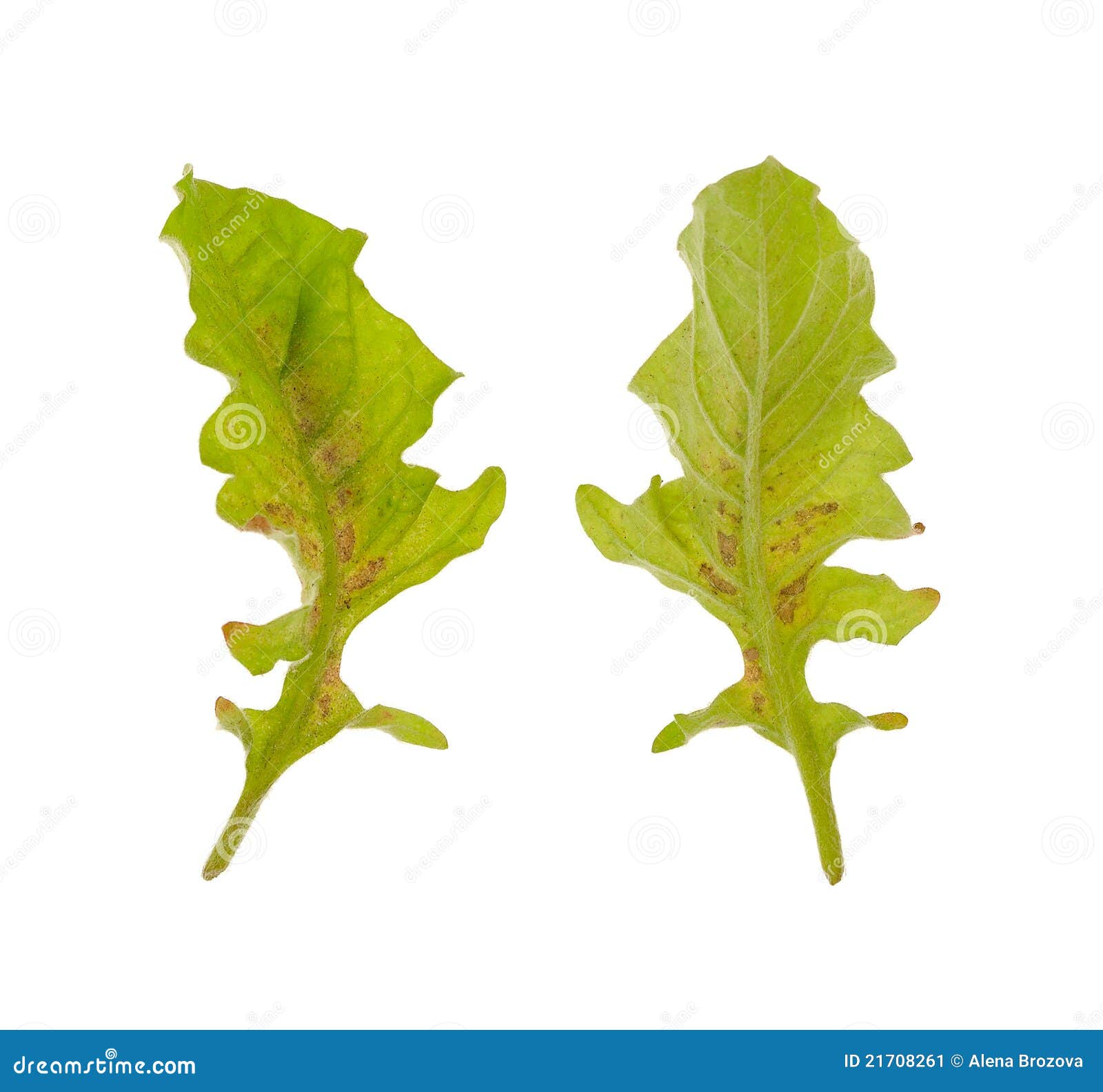 Diseased Leaf of Gerbera Daisy Stock Image - Image of daisy, diseases ...