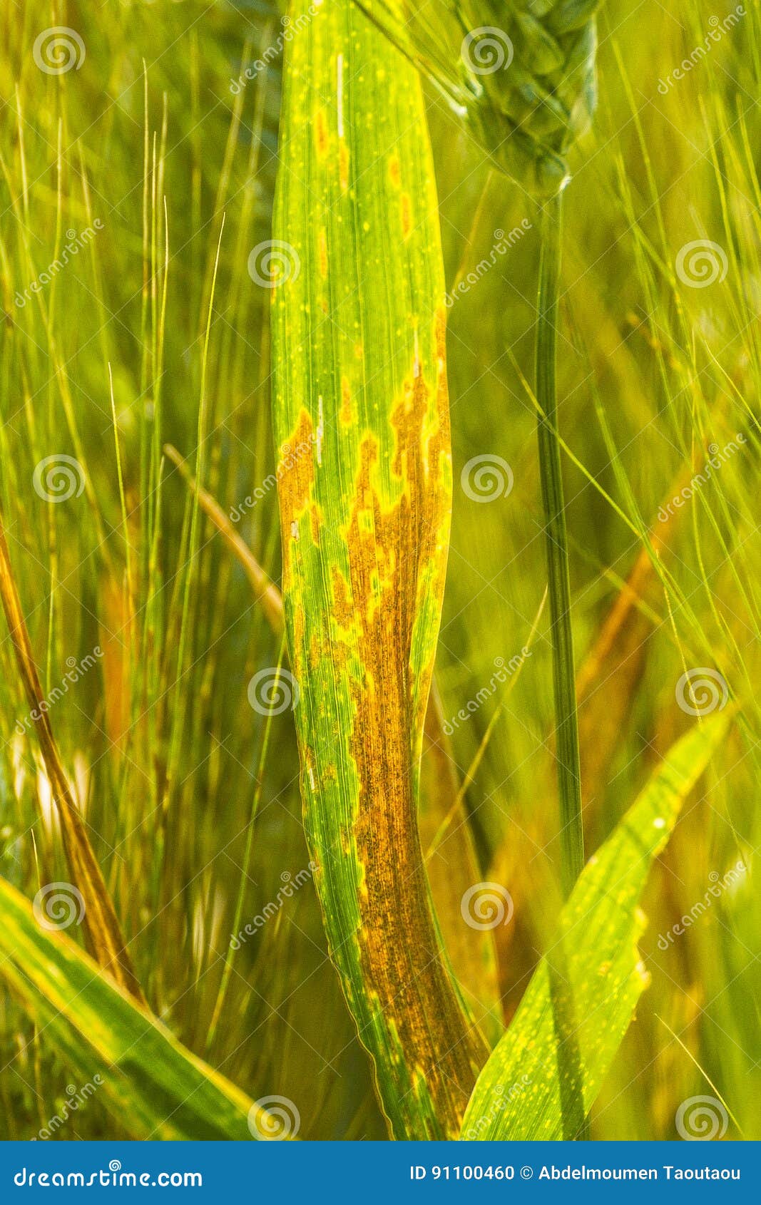 Necrosis Spots On Plant Leaves Stock Photography | CartoonDealer.com ...