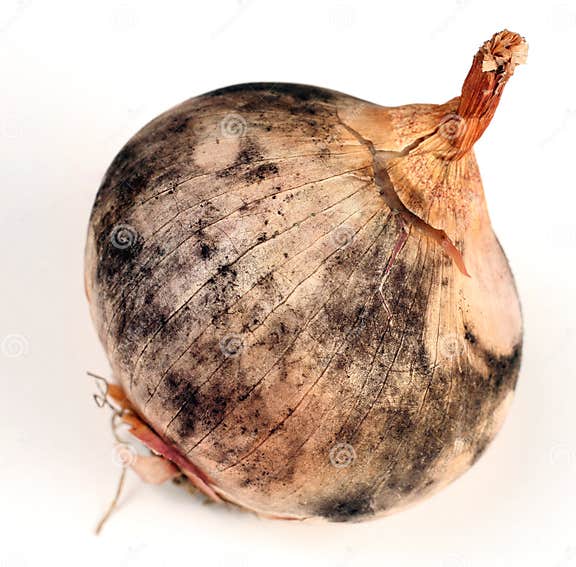 Diseased onion stock image. Image of mold, horticulture - 1561533